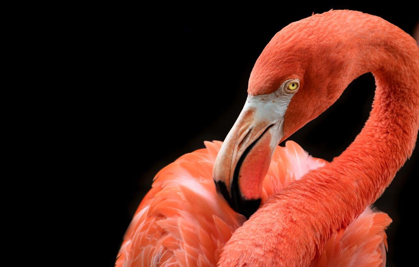 Black Flamingo Desktop Wallpapers - Top Free Black Flamingo Desktop ...