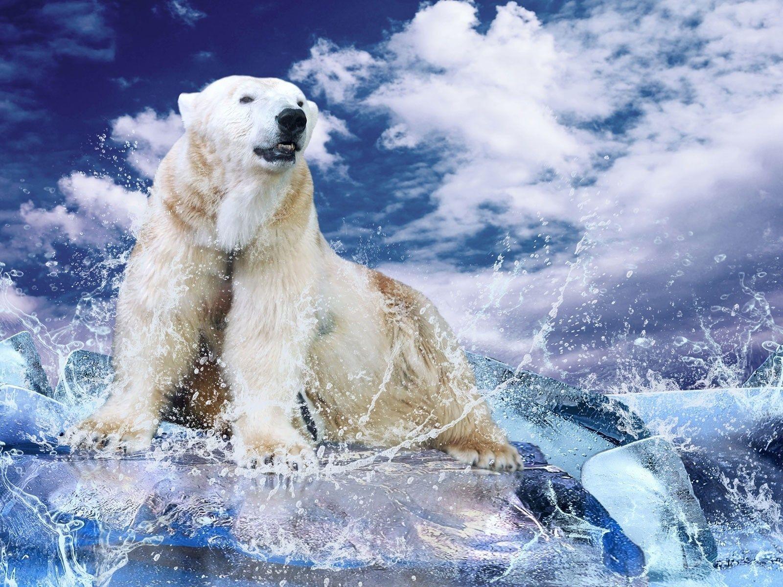 Awesome Polar Bear Wallpapers - Top Free Awesome Polar Bear Backgrounds ...