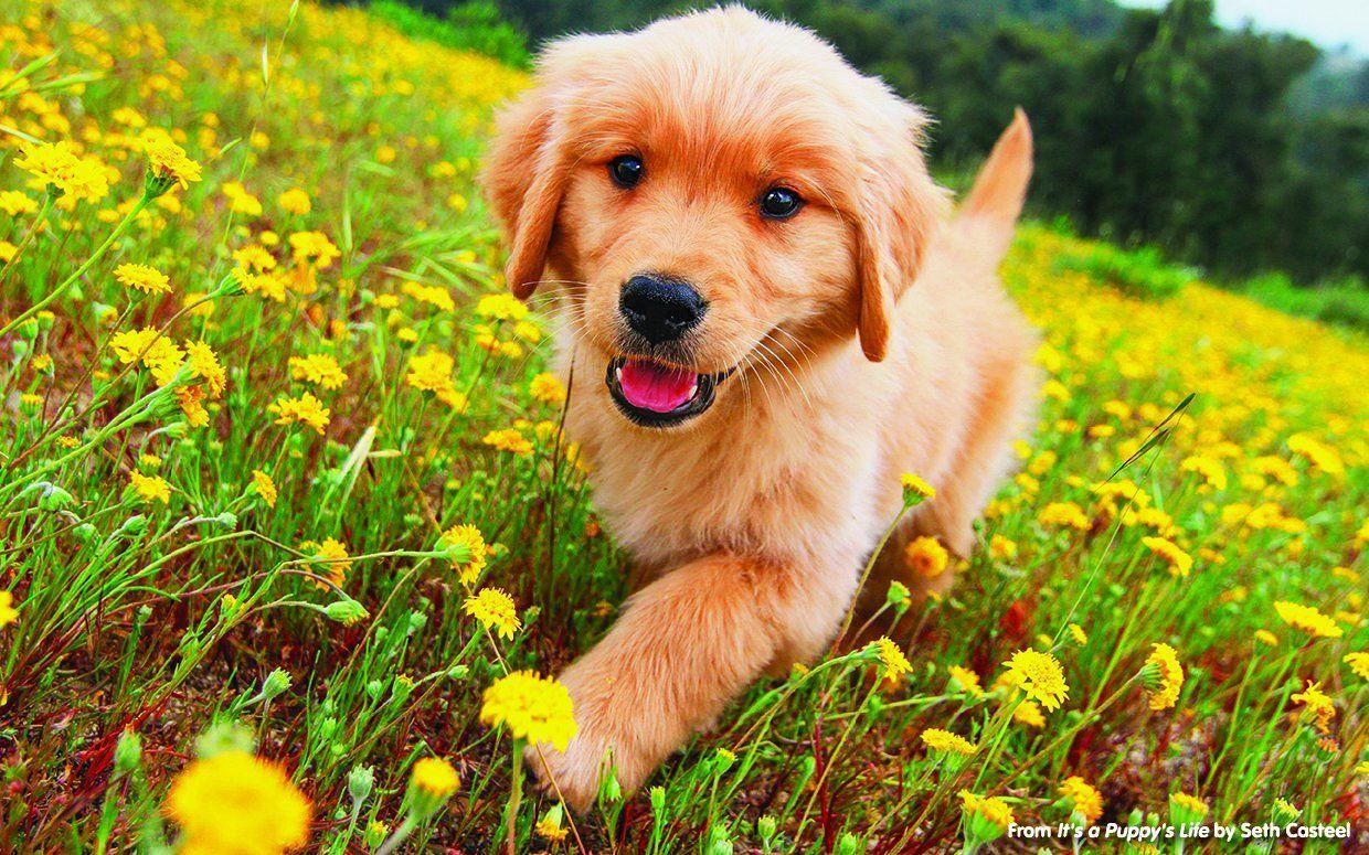 Golden Retriever Summer Wallpapers - Top Free Golden Retriever Summer ...