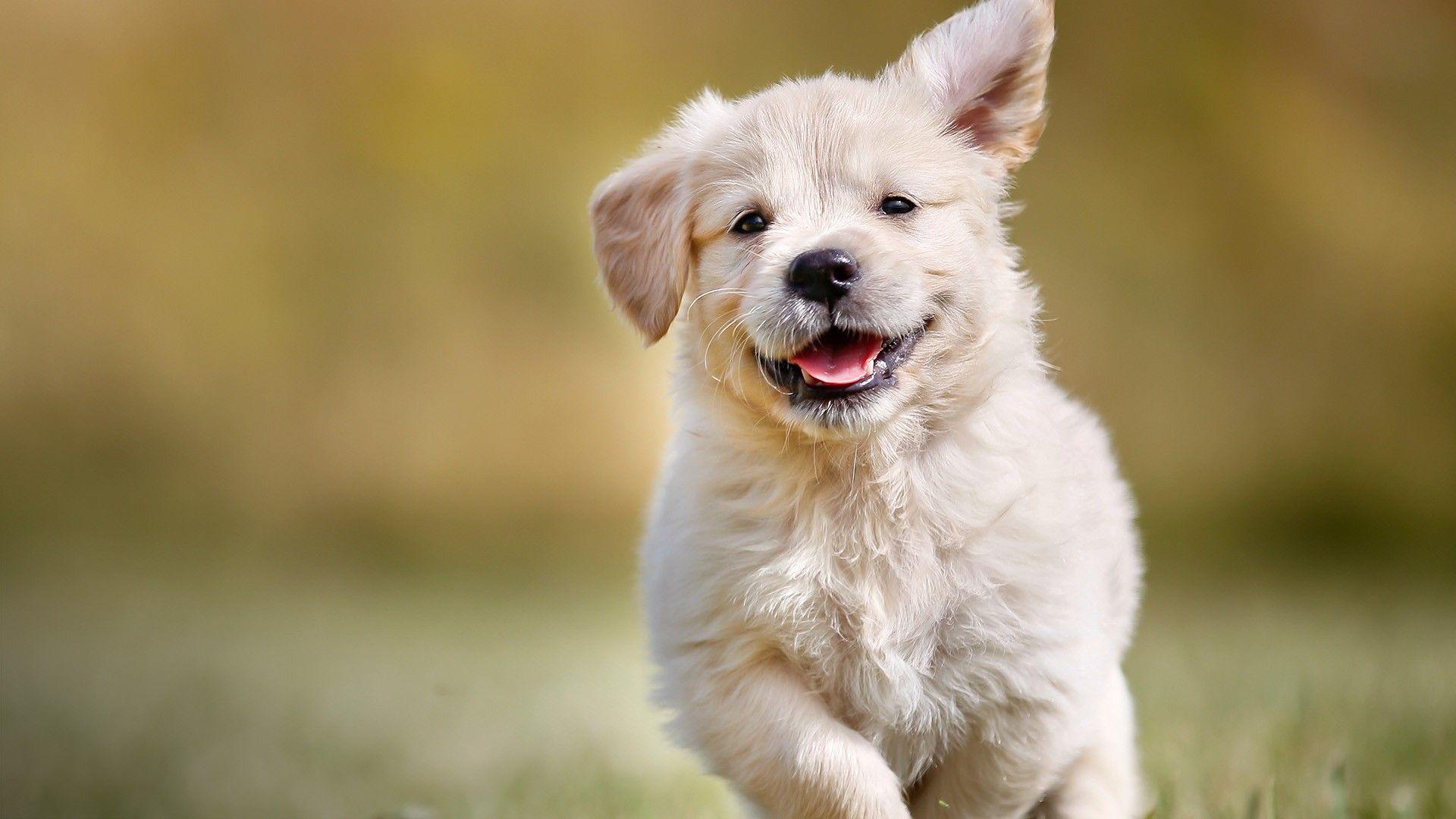 Golden Retriever Summer Wallpapers - Top Free Golden Retriever Summer ...