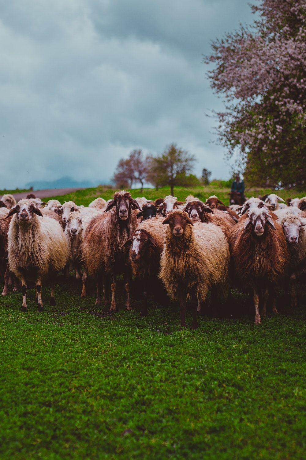 Cute Farm Wallpapers - Top Free Cute Farm Backgrounds - WallpaperAccess