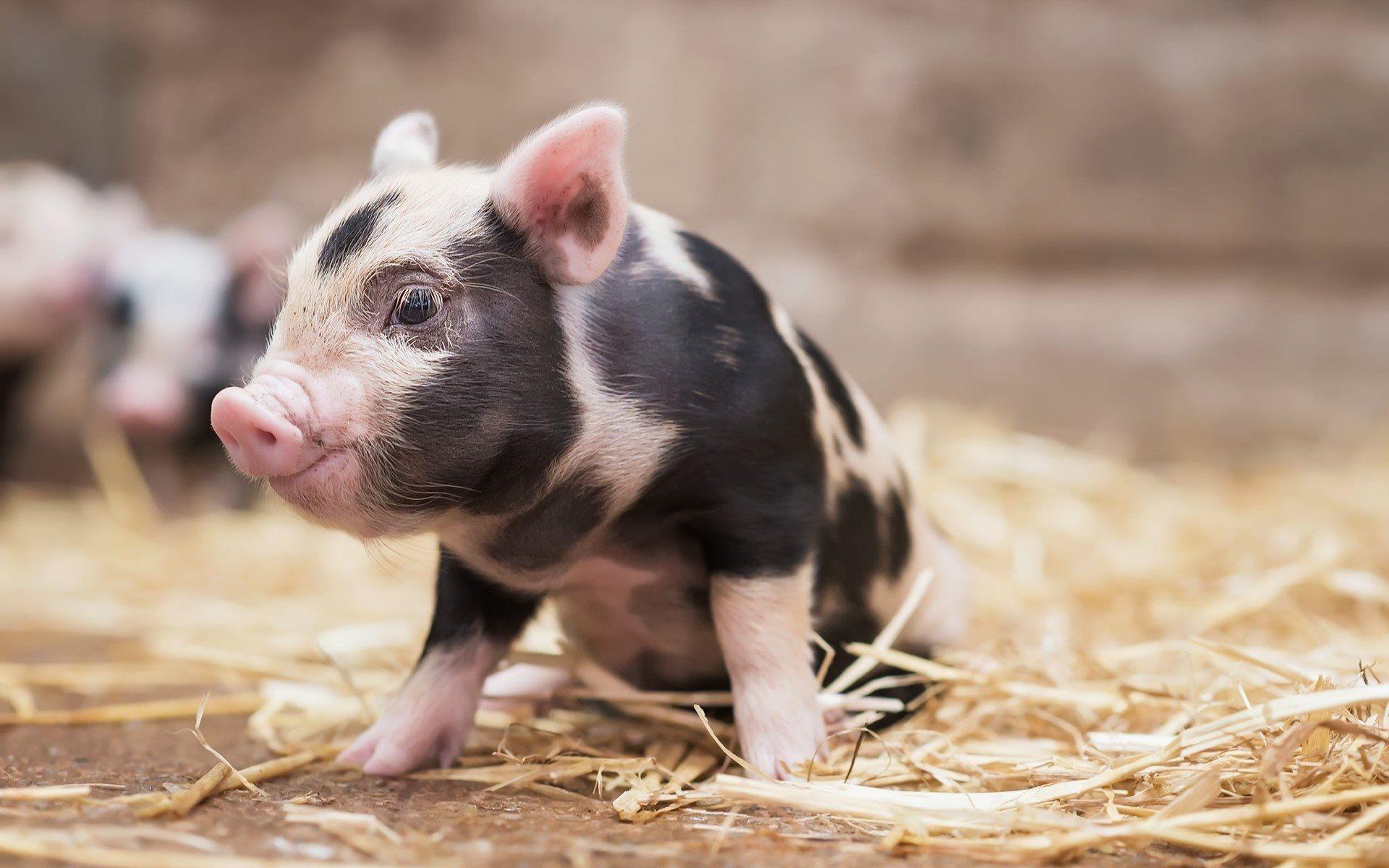 Cute Farm Wallpapers - Top Free Cute Farm Backgrounds - WallpaperAccess