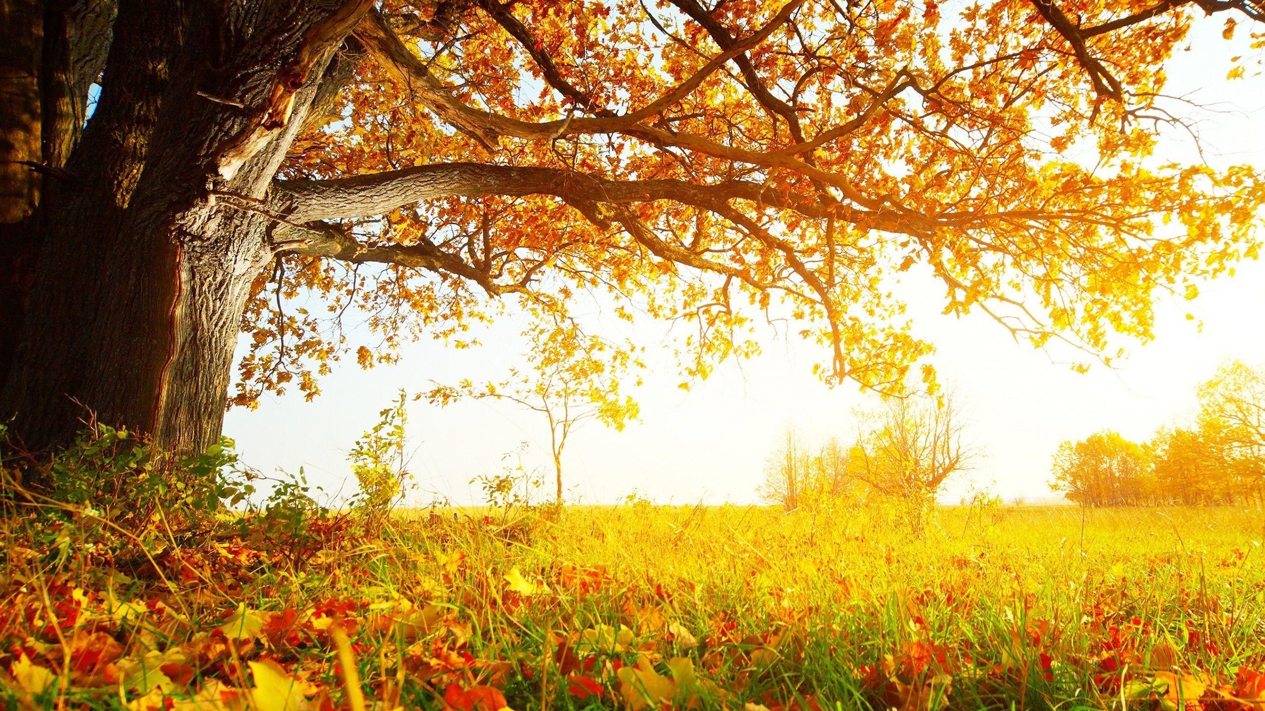 Amazing HD Sunny Landscape Wallpapers - Top Free Amazing HD Sunny ...