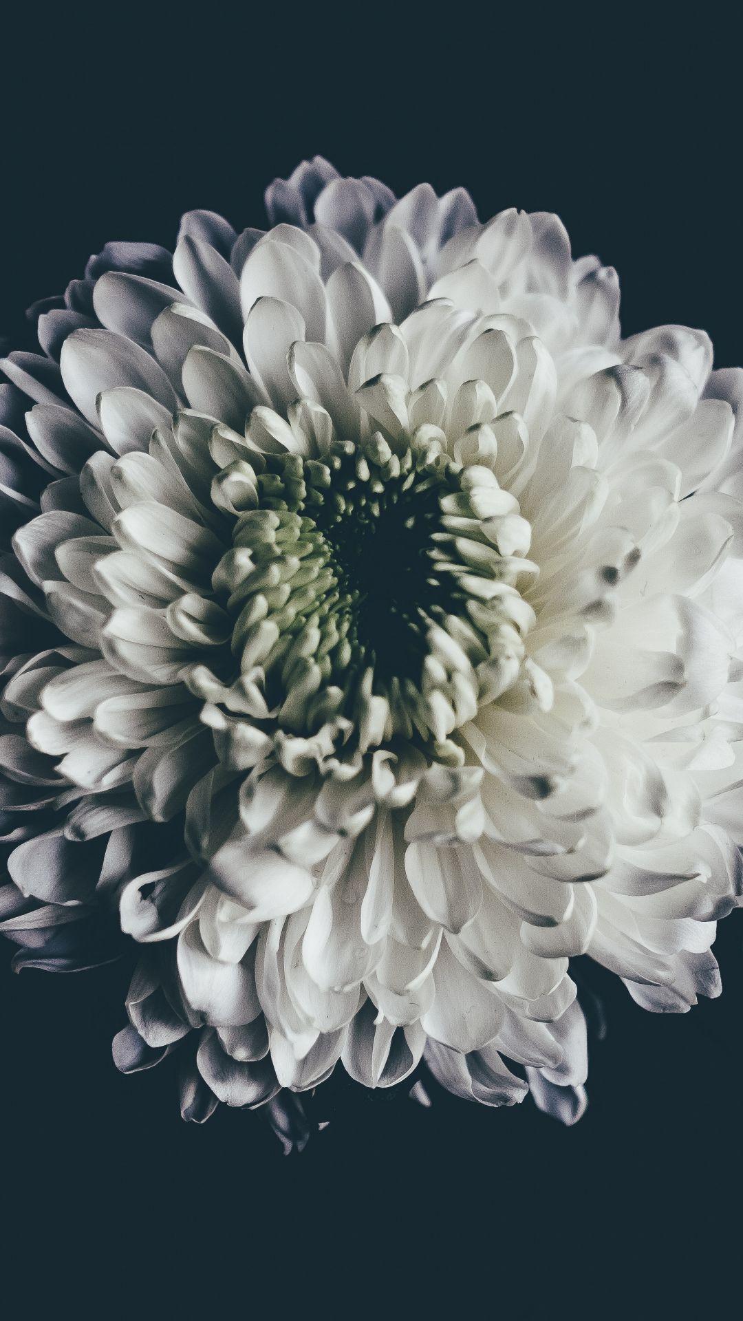 Dahlia Phone Wallpapers - Top Free Dahlia Phone Backgrounds ...