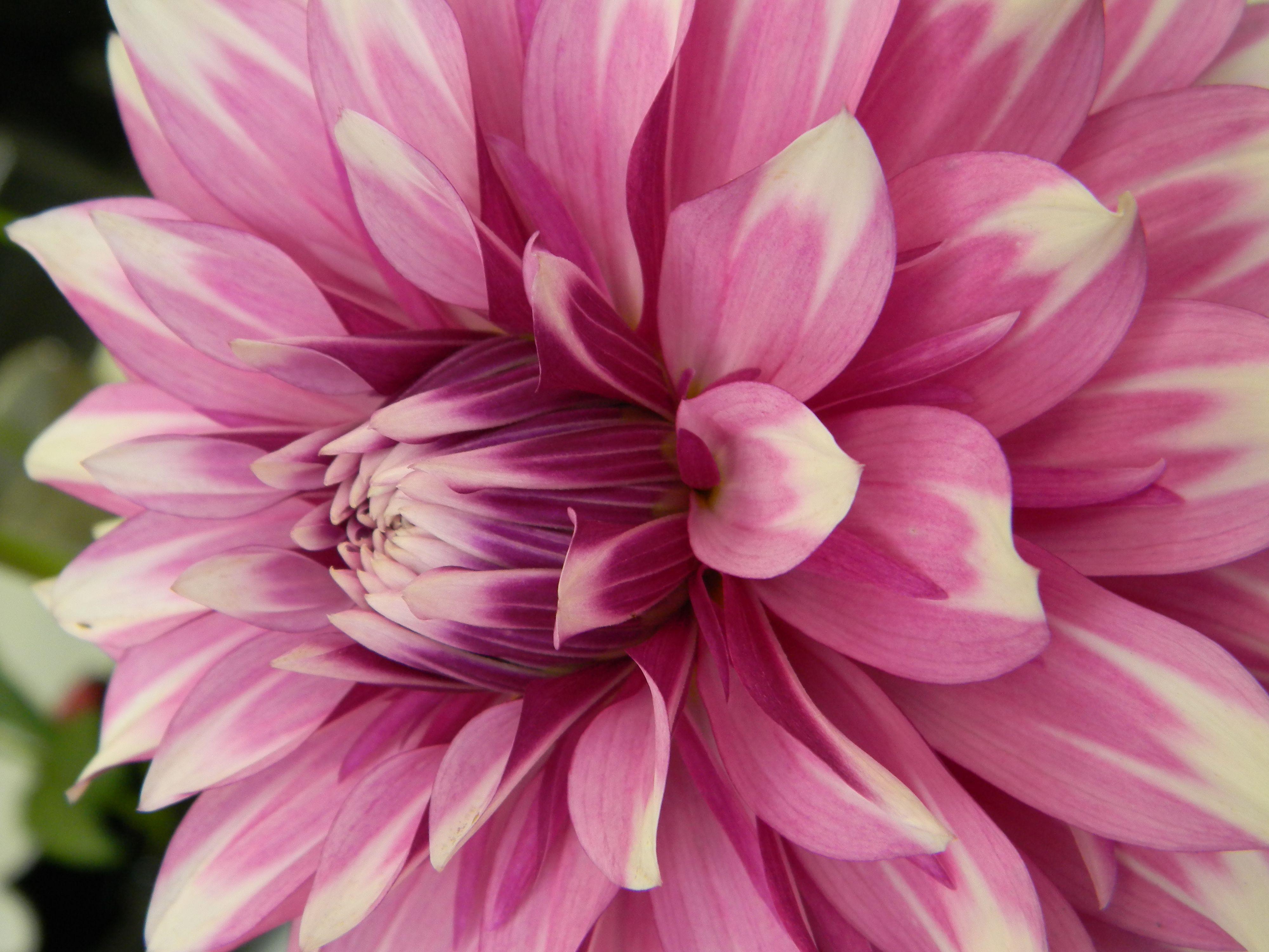 Blue Dahlia Wallpapers - Top Free Blue Dahlia Backgrounds - WallpaperAccess