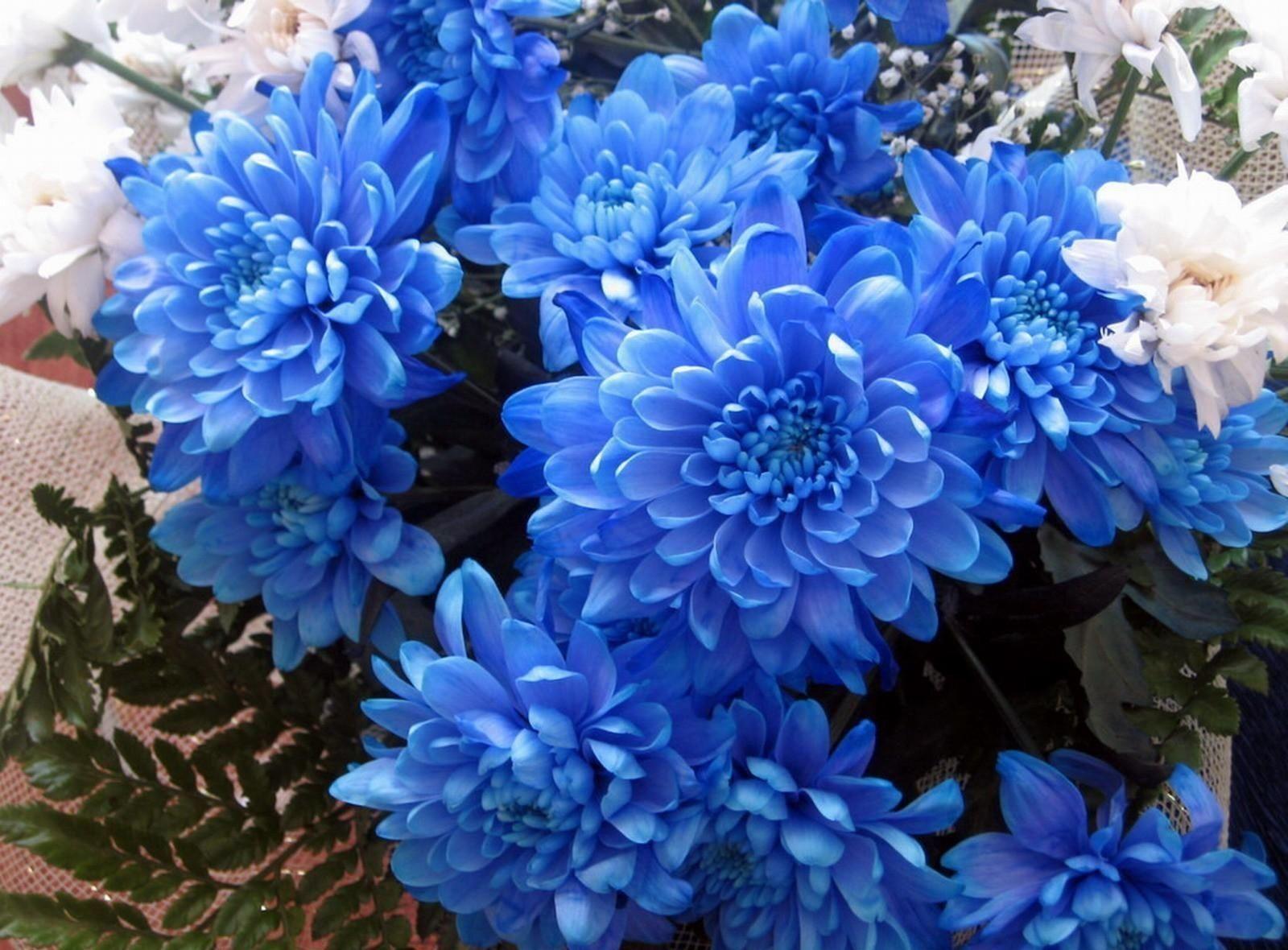 Blue Dahlia Wallpapers - Top Free Blue Dahlia Backgrounds - WallpaperAccess
