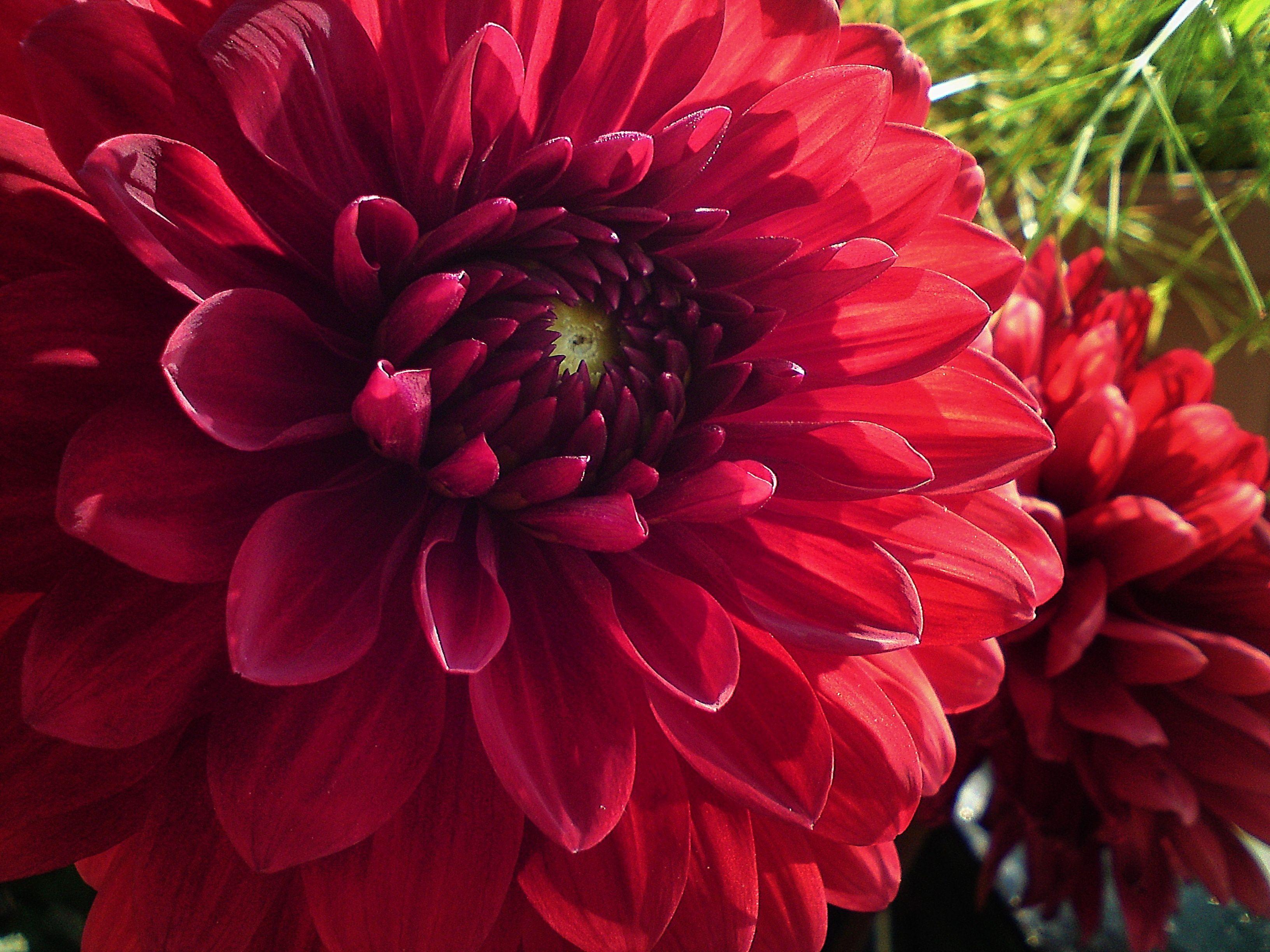 Blue Dahlia Wallpapers - Top Free Blue Dahlia Backgrounds - WallpaperAccess