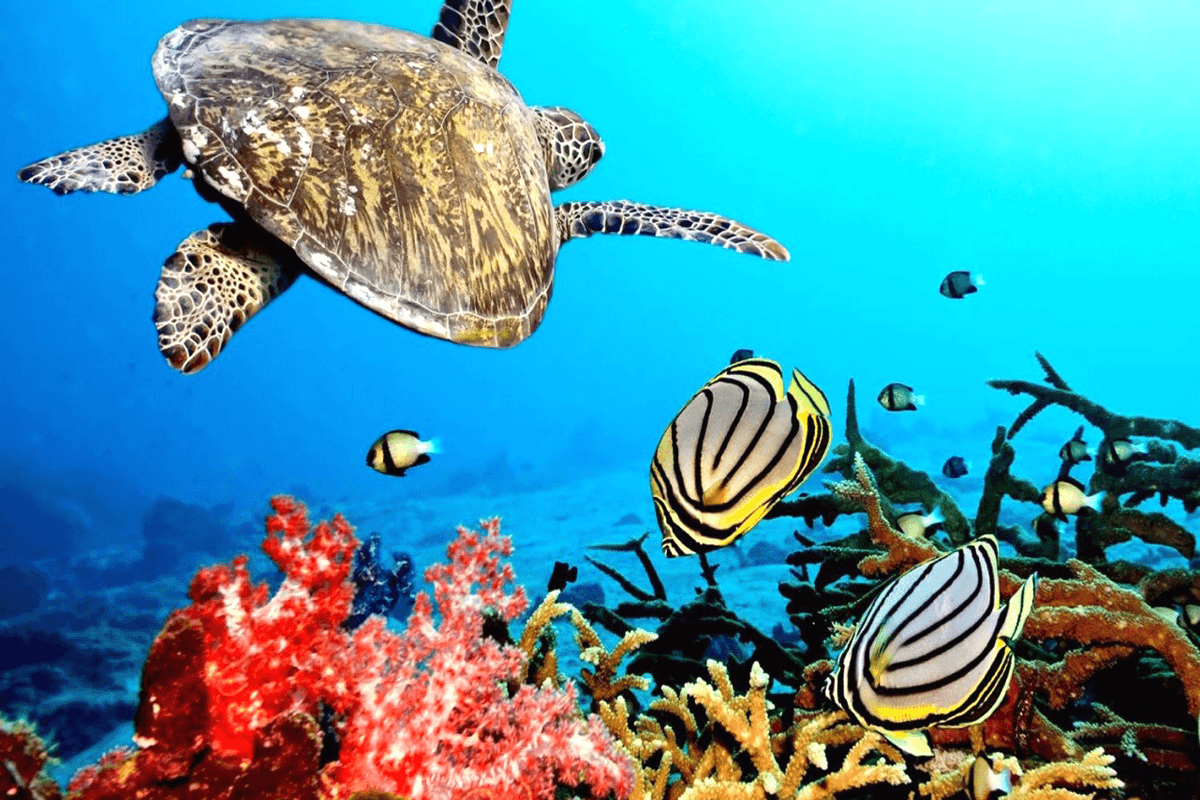 Fish Desktop Wallpapers - Top Free Fish Desktop Backgrounds ...