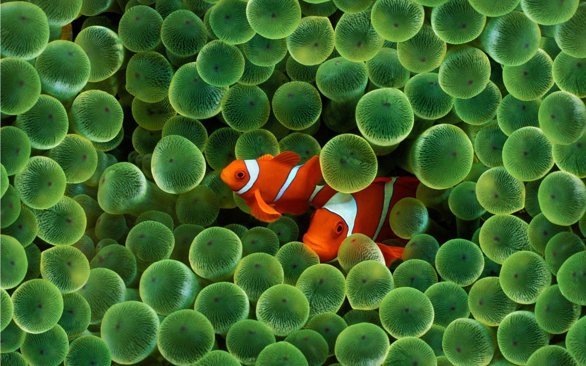 Fish Wallpaper Windows 7 Hd