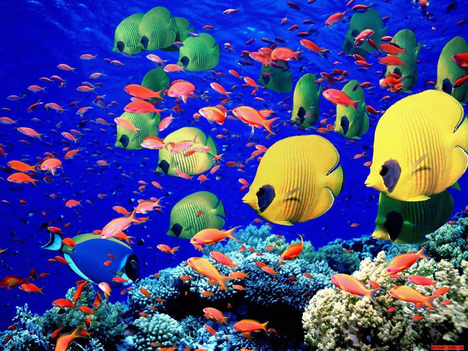 Fish Desktop Wallpapers - Top Free Fish Desktop Backgrounds ...