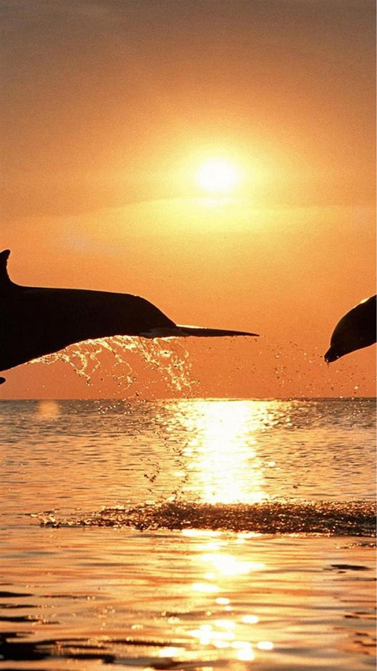 Beach Sun iPhone Wallpapers - Top Free Beach Sun iPhone Backgrounds ...