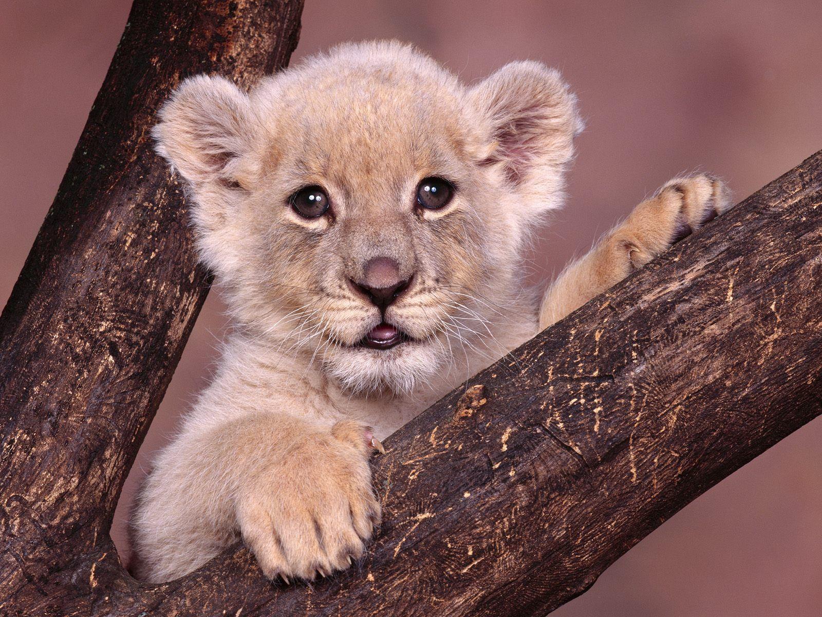White Lion Cubs Wallpapers - Top Free White Lion Cubs Backgrounds ...