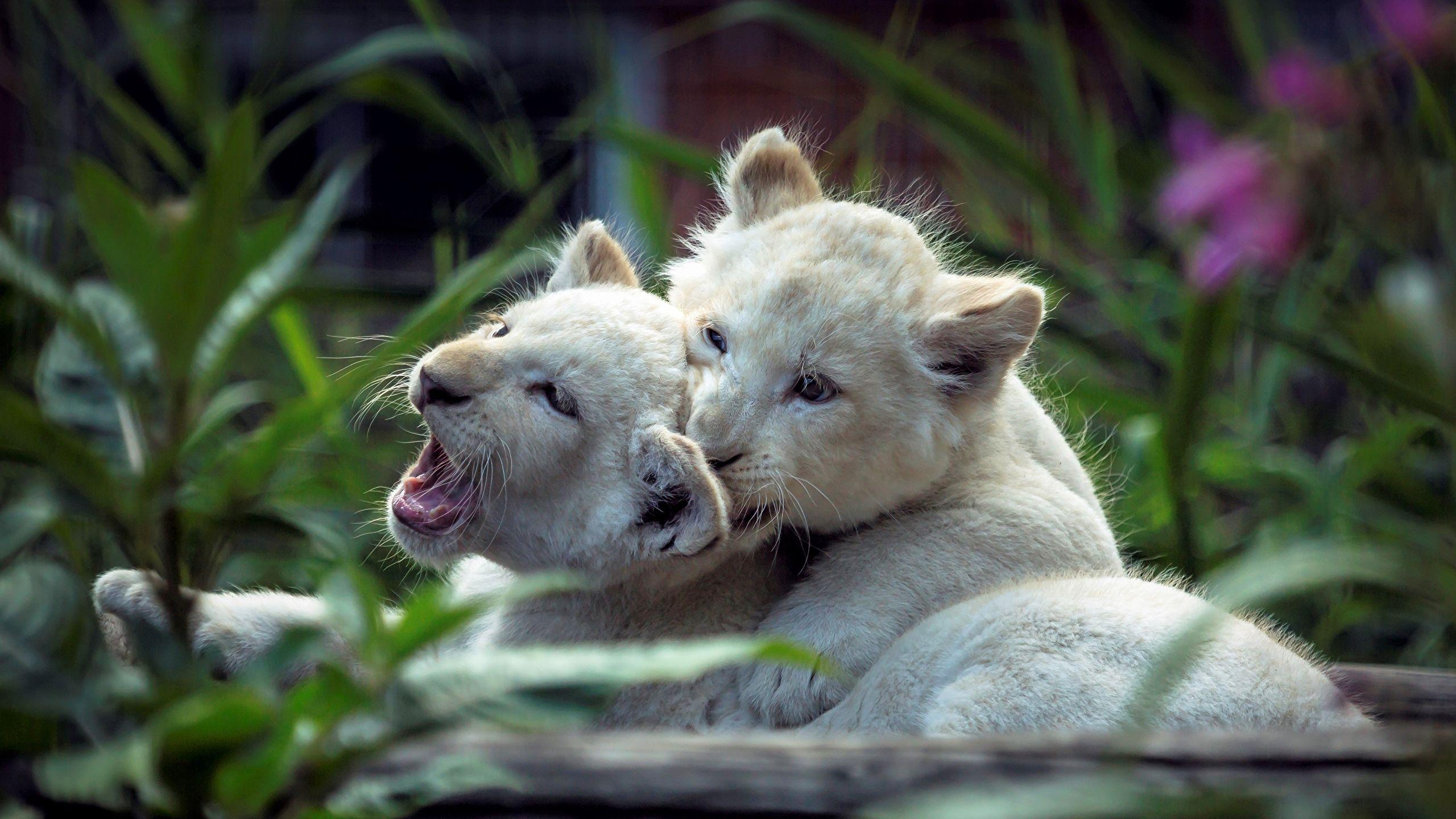 White Lion Cubs Wallpapers - Top Free White Lion Cubs Backgrounds ...