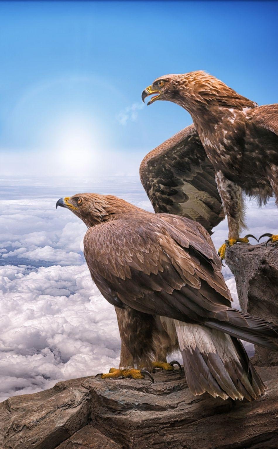 Golden Eagle HD Wallpapers - Top Free Golden Eagle HD Backgrounds ...