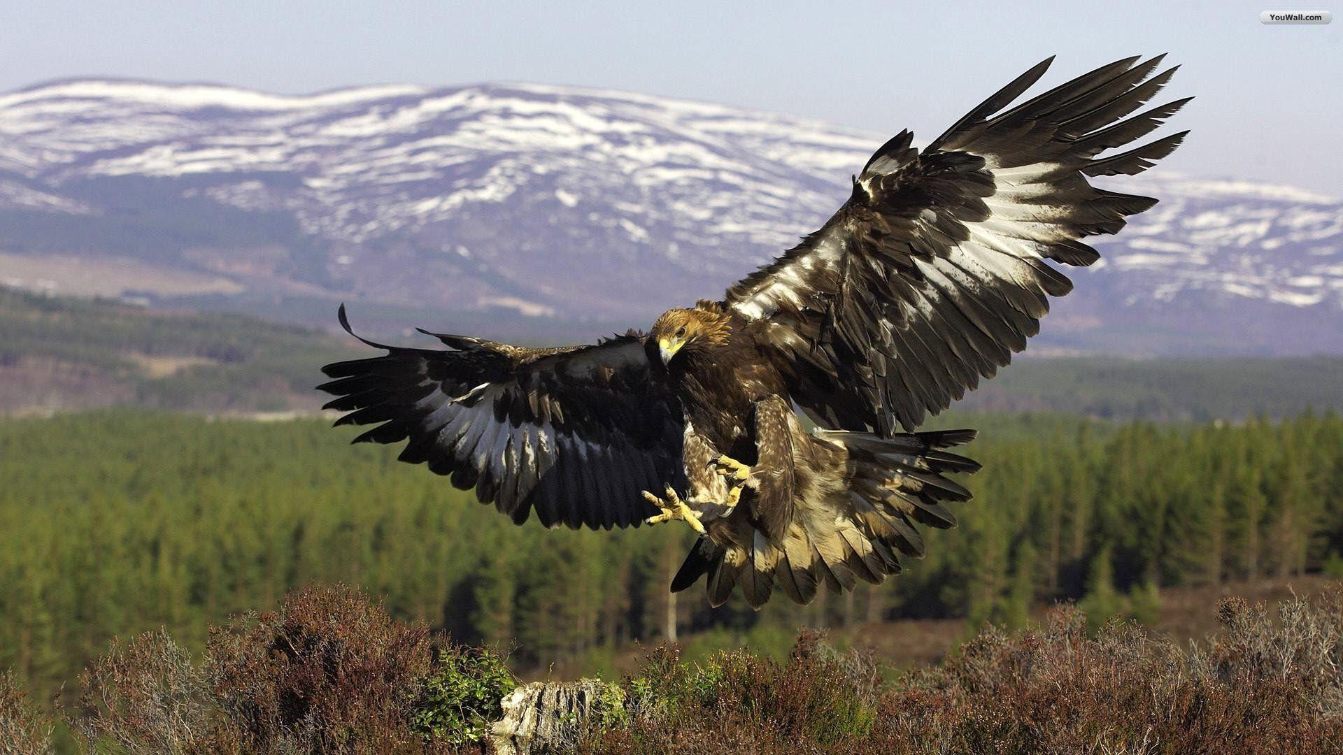 Golden Eagle HD Wallpapers - Top Free Golden Eagle HD Backgrounds - WallpaperAccess