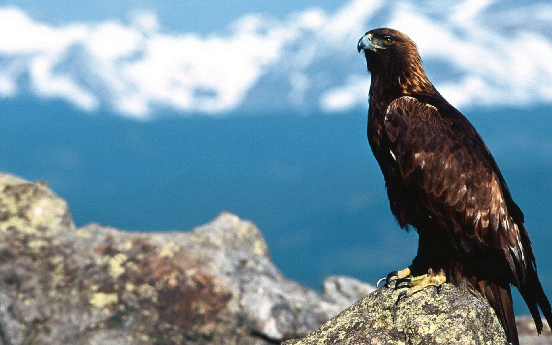 Golden Eagle HD Wallpapers - Top Free Golden Eagle HD Backgrounds ...