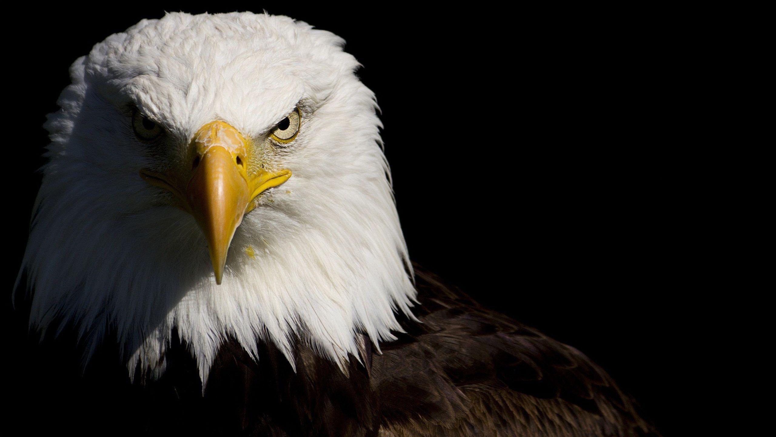 Bald Eagle Eye Wallpaper