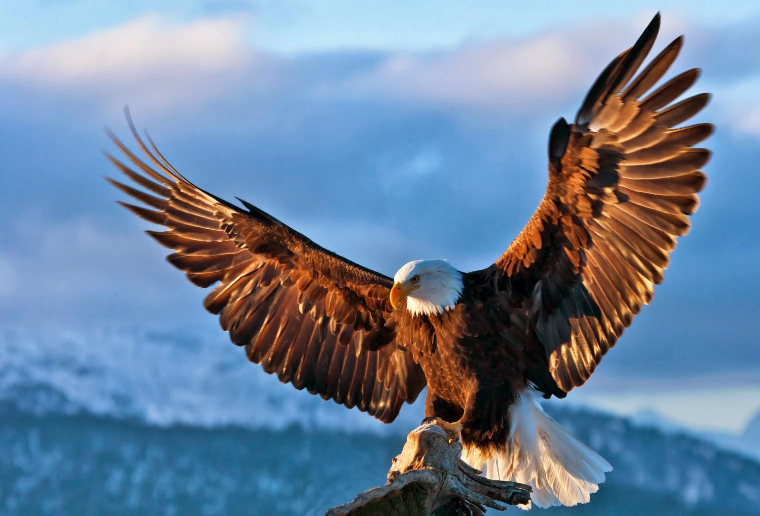 Golden Eagle HD Wallpapers - Top Free Golden Eagle HD Backgrounds ...
