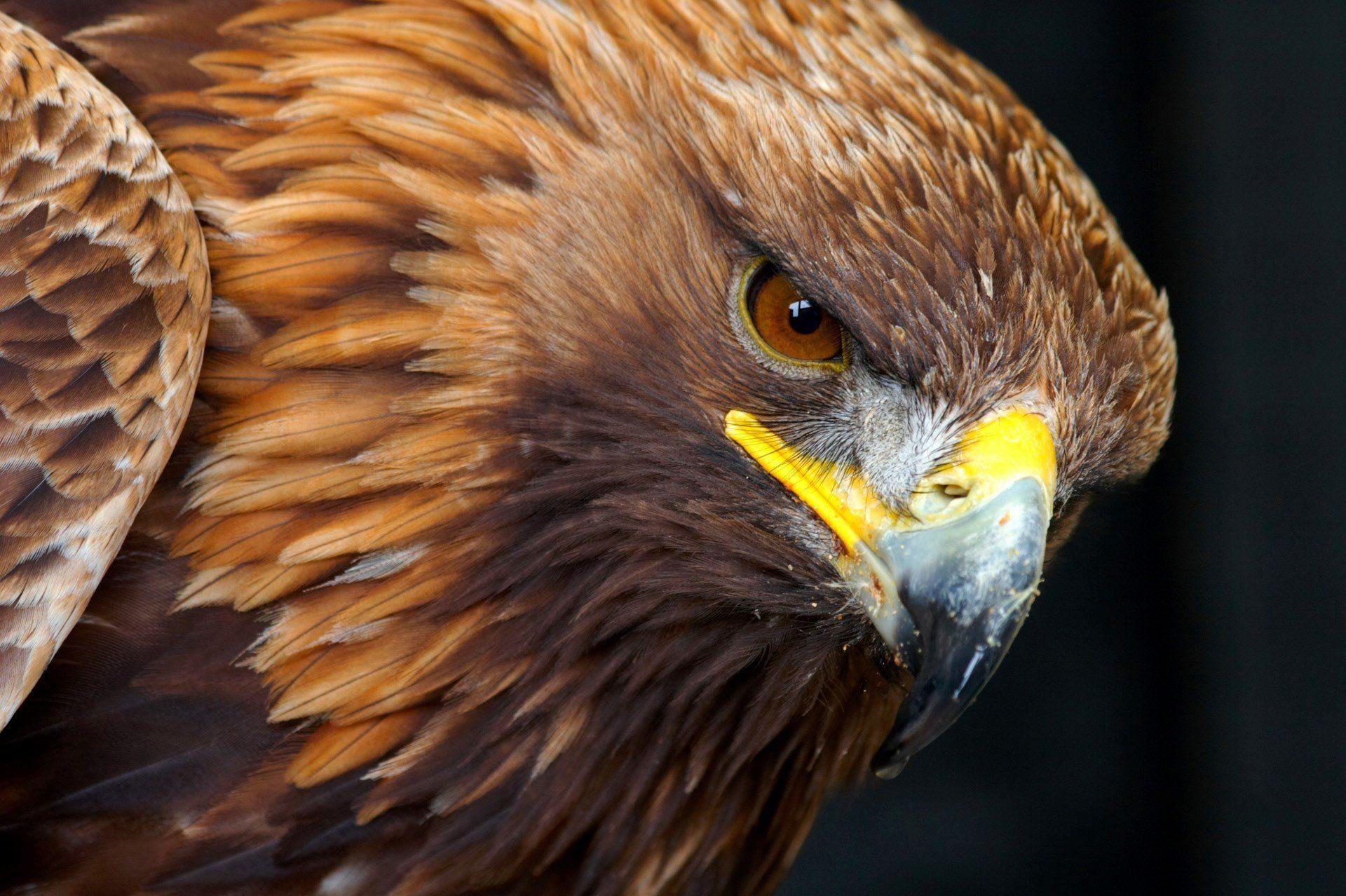 Golden Eagle HD Wallpapers - Top Free Golden Eagle HD Backgrounds ...