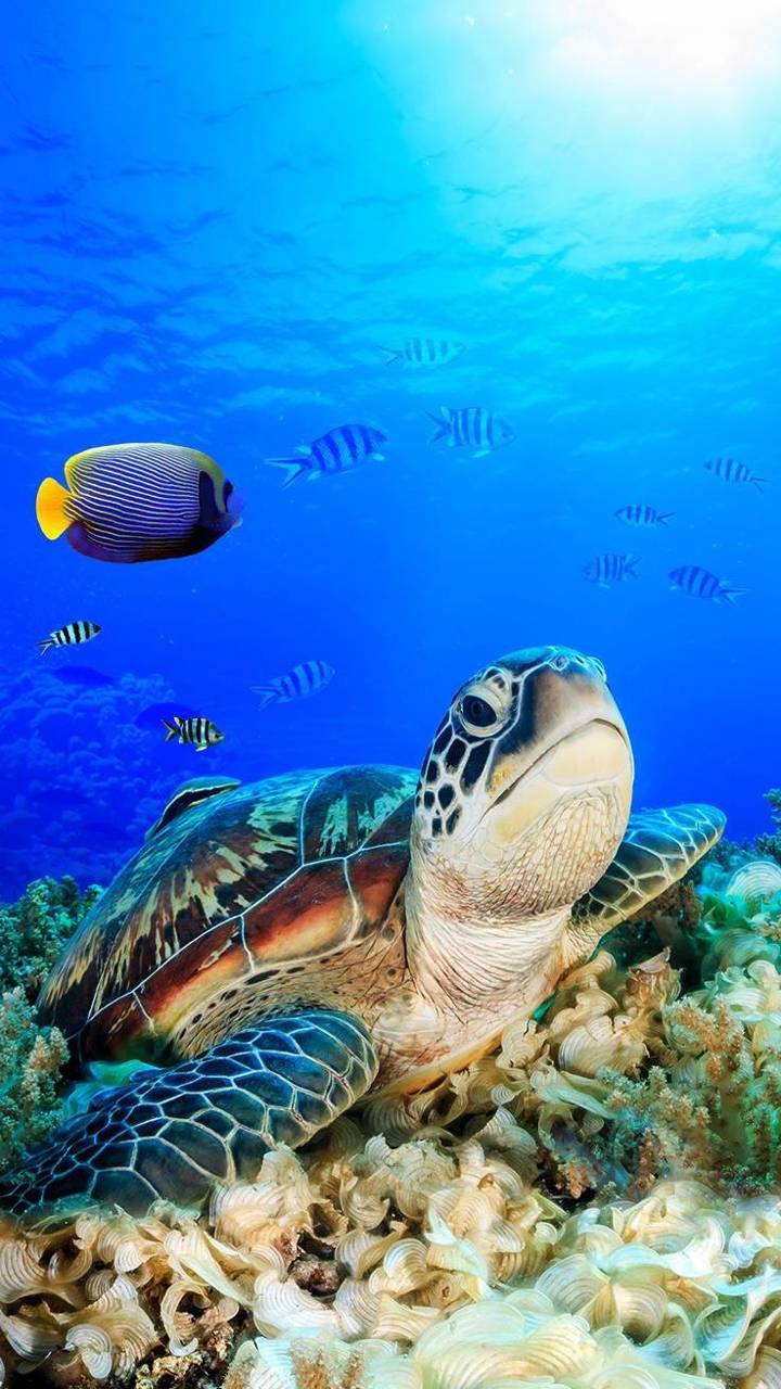 Ocean Scene Wallpapers - Top Free Ocean Scene Backgrounds - WallpaperAccess