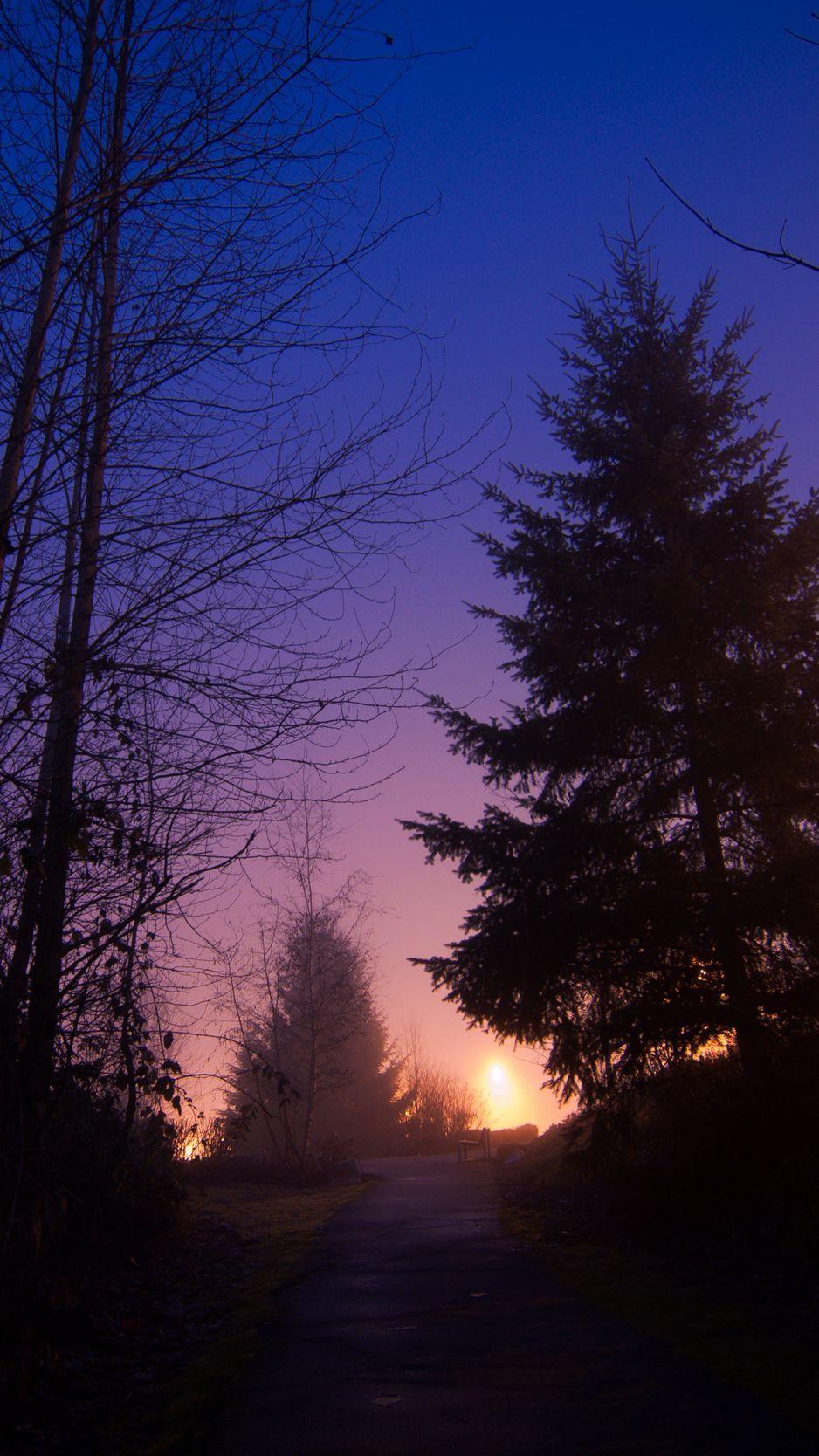 Evening Forest Wallpapers - Top Free Evening Forest Backgrounds ...