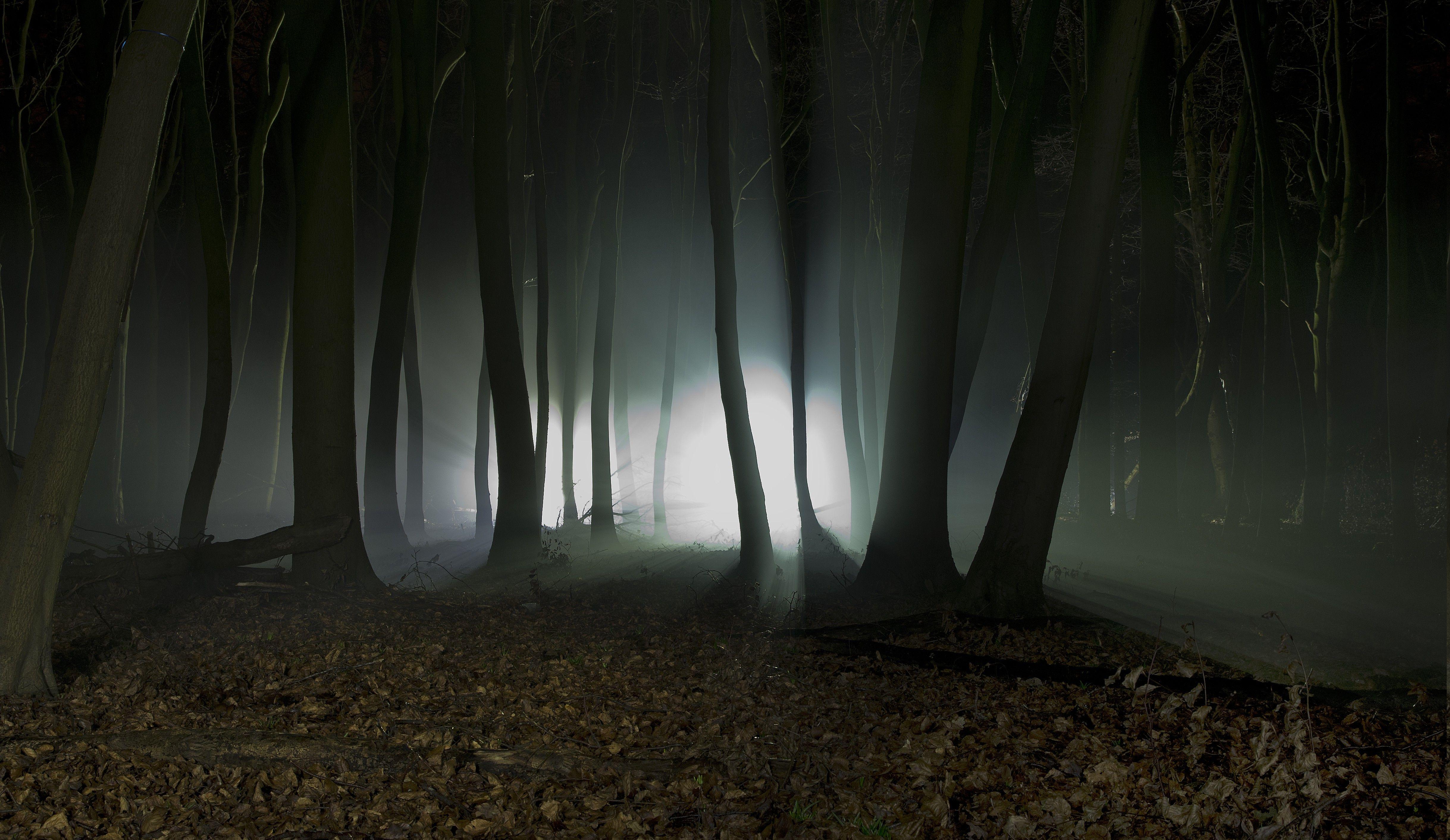 Night Trees Desktop Wallpapers - Top Free Night Trees Desktop ...