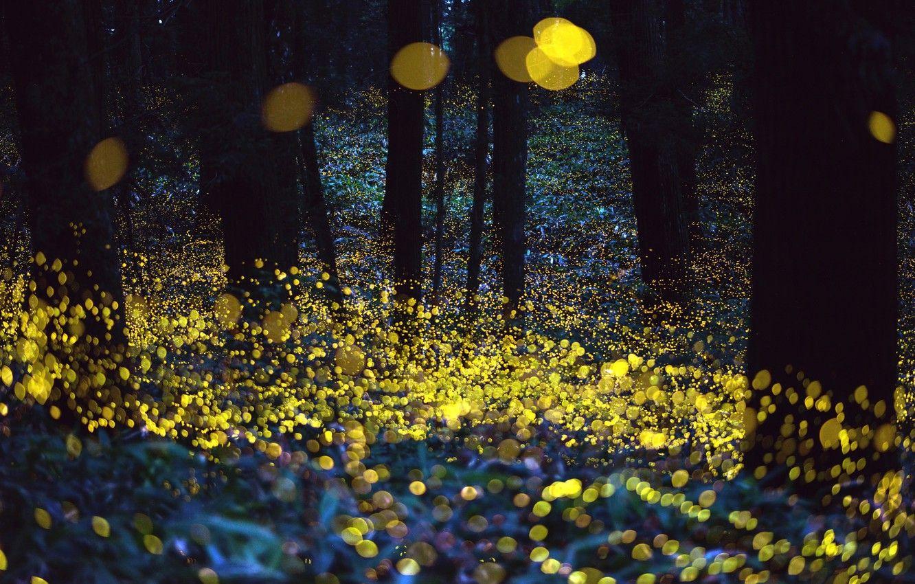 Firefly Forest Wallpapers - Top Free Firefly Forest Backgrounds ...