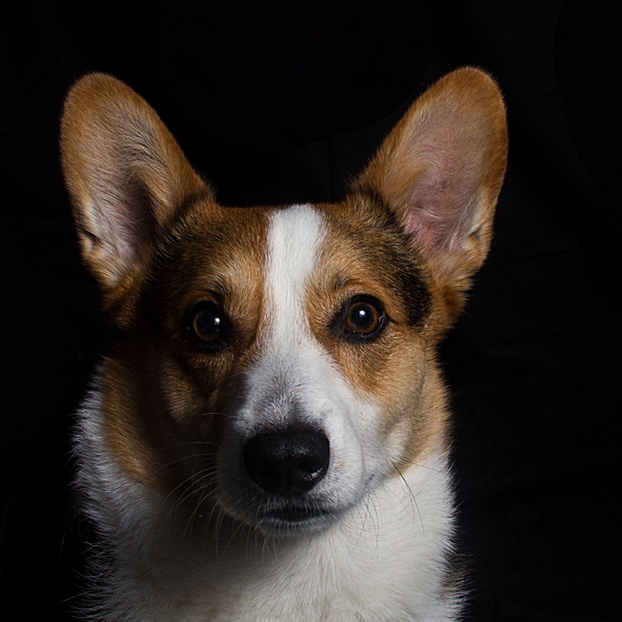 Welsh Corgi Wallpapers - Top Free Welsh Corgi Backgrounds - WallpaperAccess