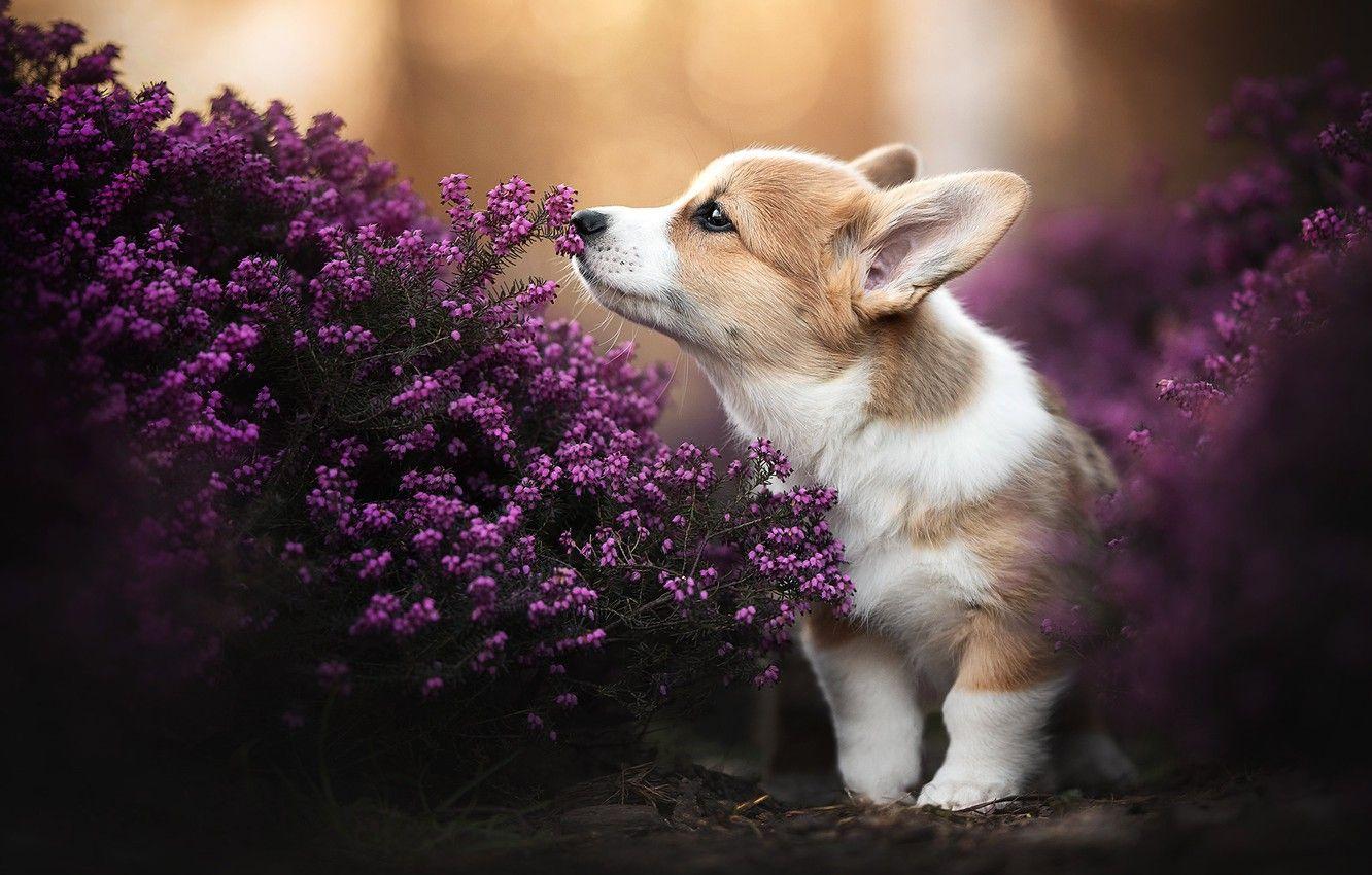 Baby Corgi Wallpapers - Top Free Baby Corgi Backgrounds - WallpaperAccess