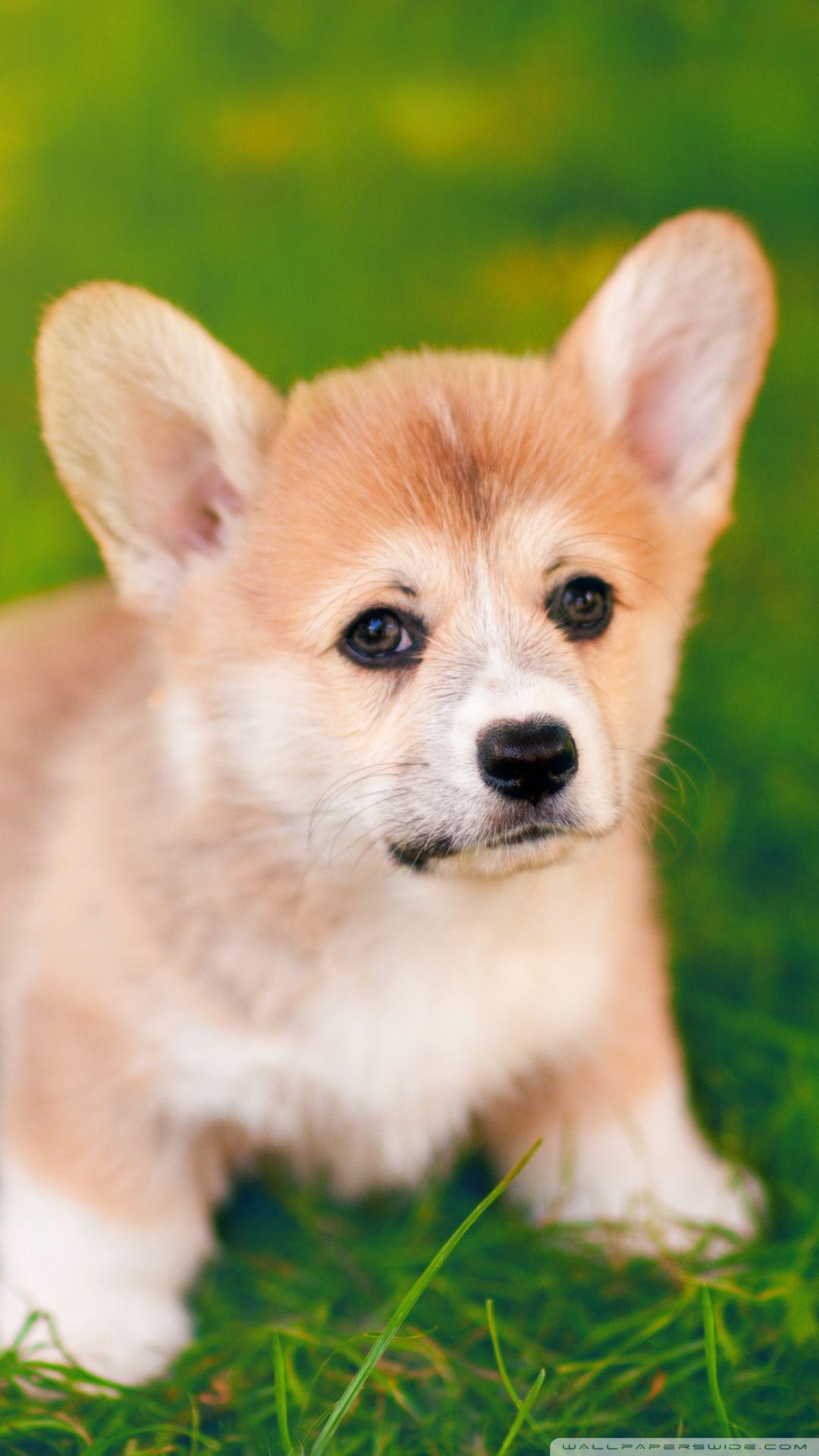 Baby Corgi Wallpapers - Top Free Baby Corgi Backgrounds - WallpaperAccess