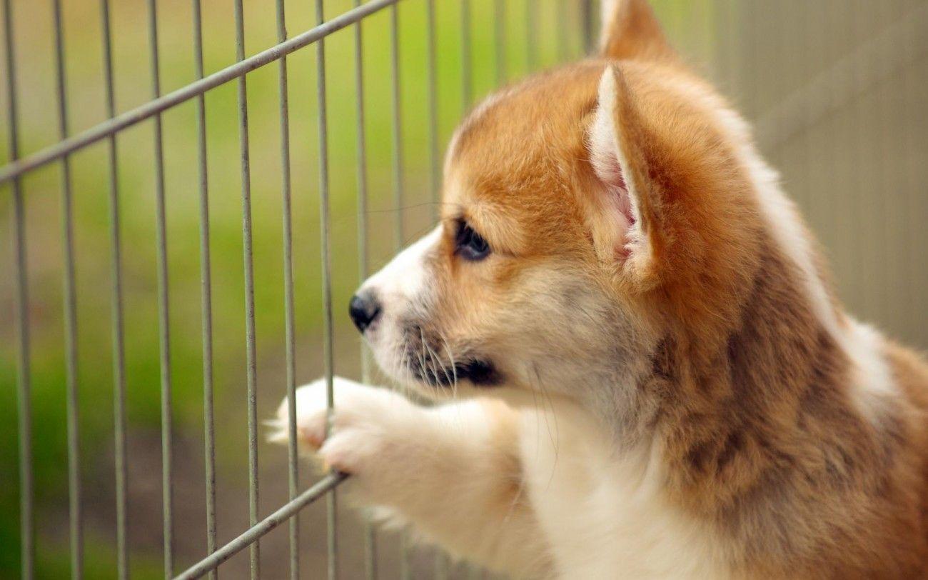 Baby Corgi Wallpapers - Top Free Baby Corgi Backgrounds - WallpaperAccess