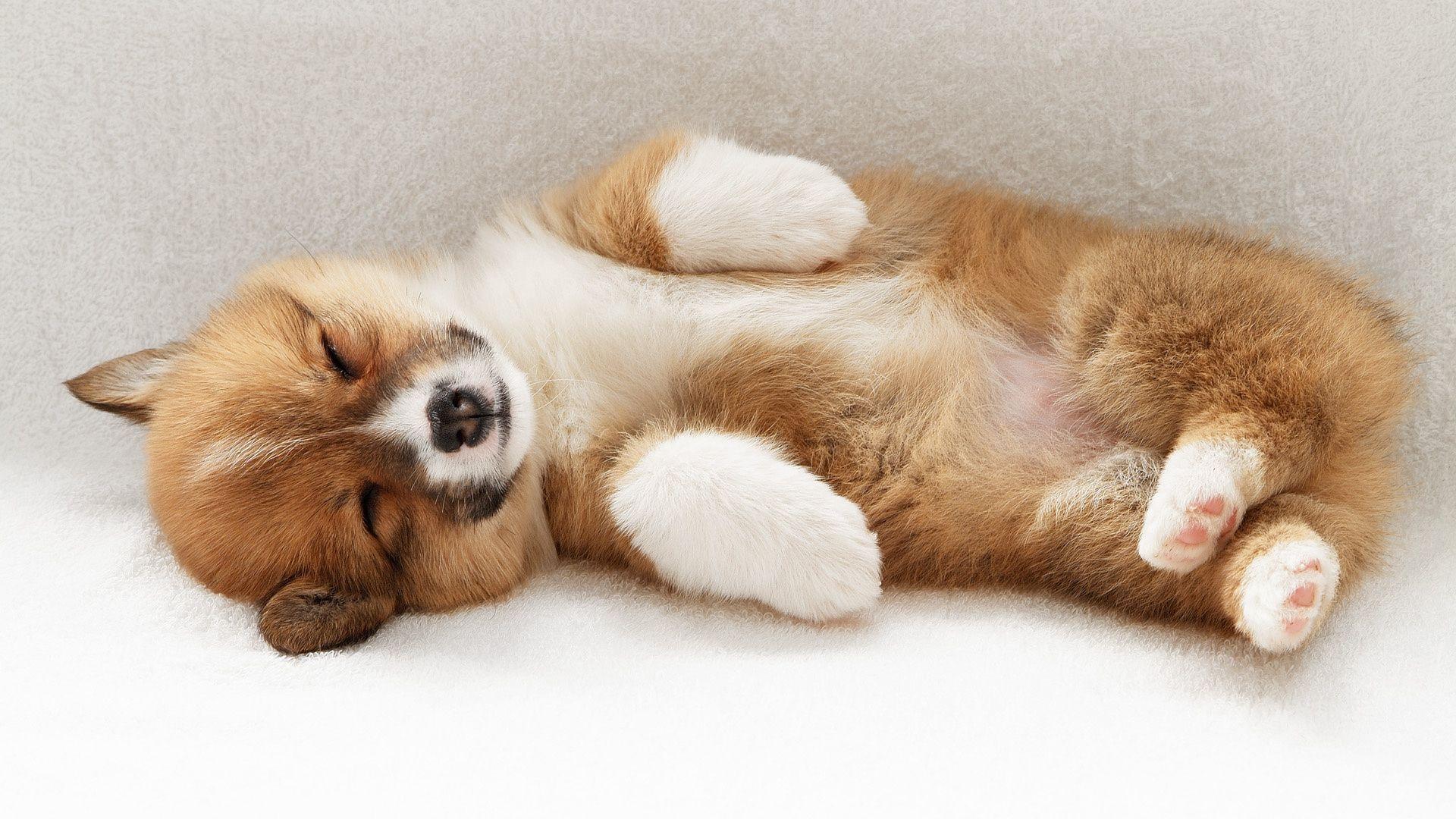 Baby Corgi Wallpapers - Top Free Baby Corgi Backgrounds - WallpaperAccess