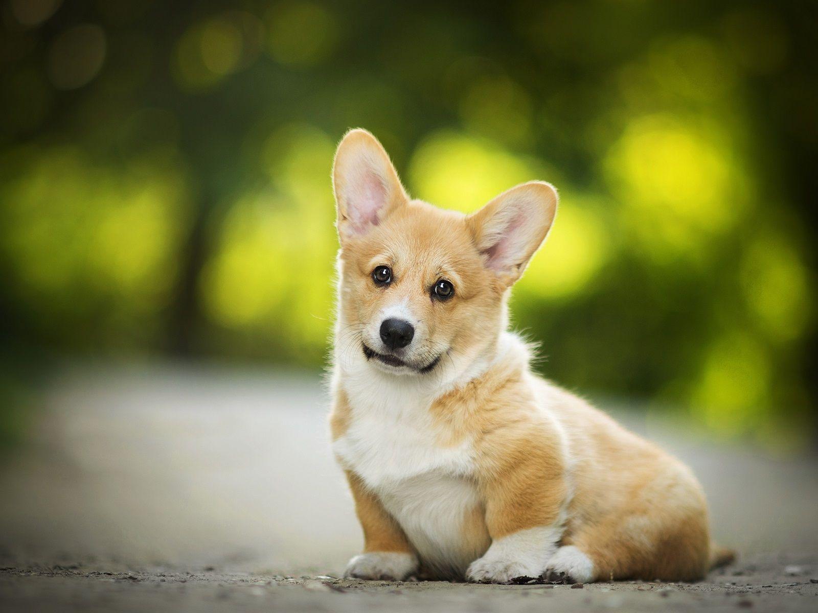 Welsh Corgi Wallpapers - Top Free Welsh Corgi Backgrounds - WallpaperAccess