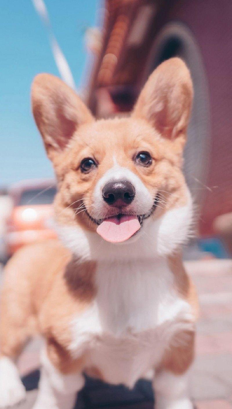 Baby Corgi Wallpapers - Top Free Baby Corgi Backgrounds - WallpaperAccess