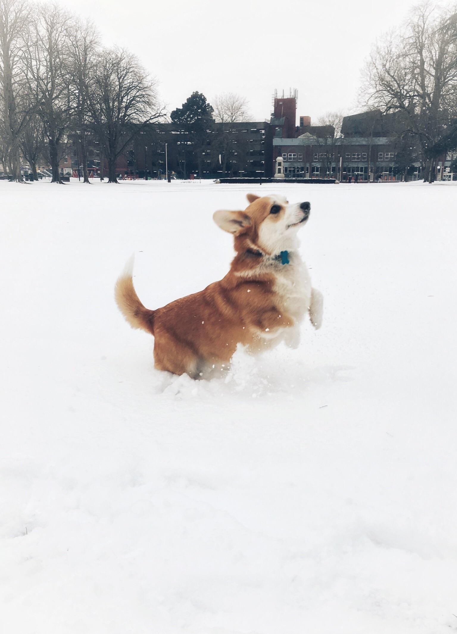 Baby Corgi Wallpapers - Top Free Baby Corgi Backgrounds - WallpaperAccess