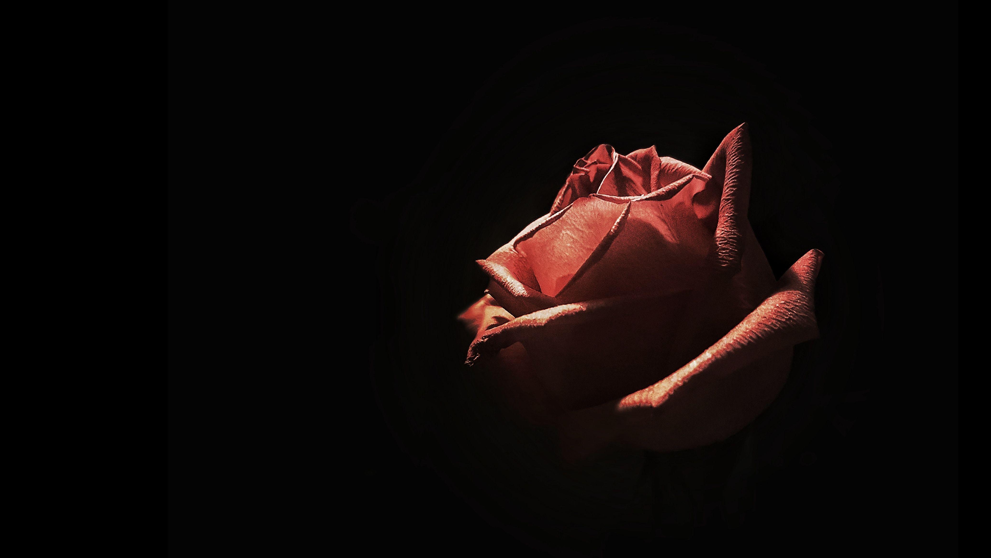 Minimal Rose Wallpapers - Top Free Minimal Rose Backgrounds ...