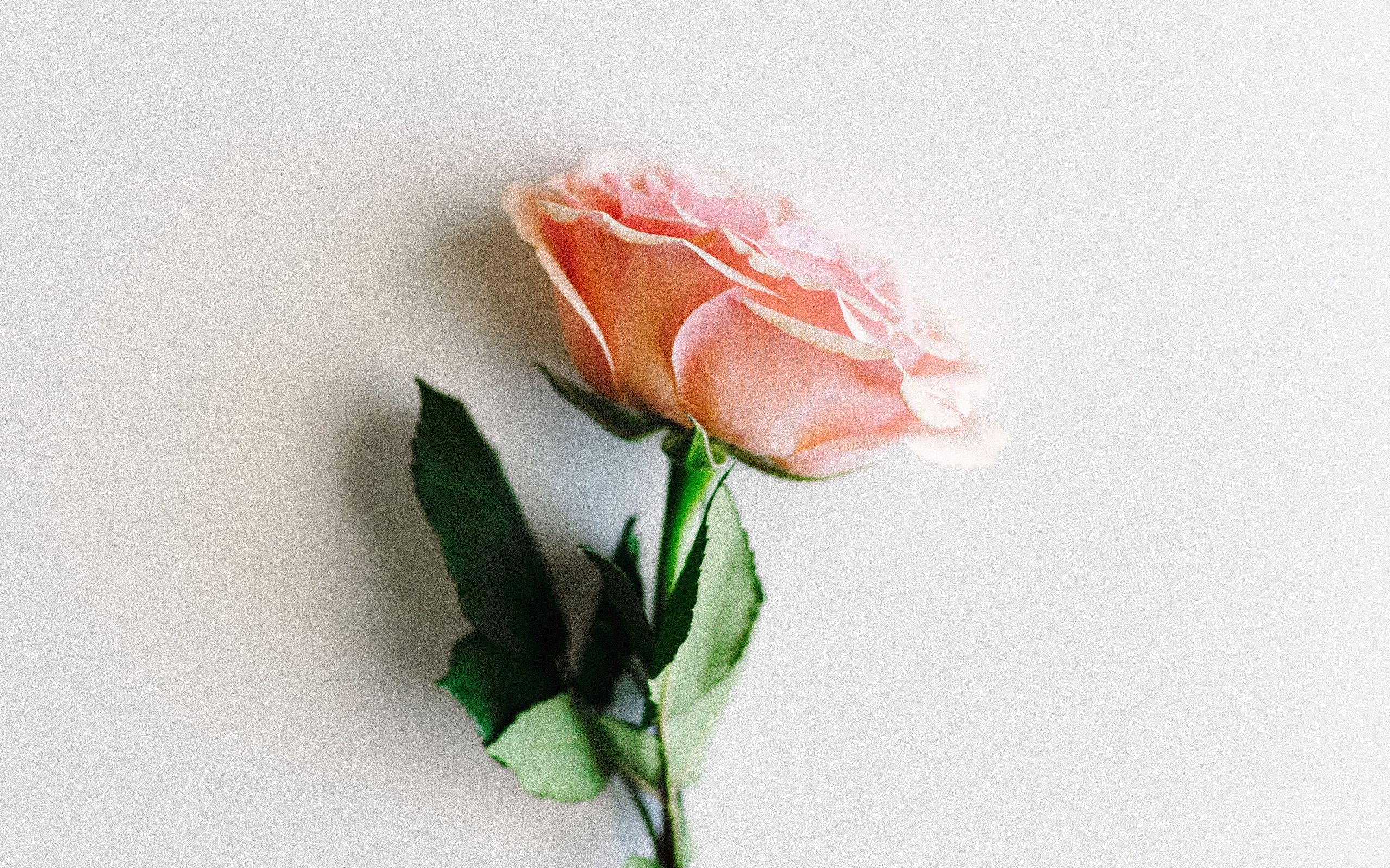 Minimal Rose Wallpapers - Top Free Minimal Rose Backgrounds ...