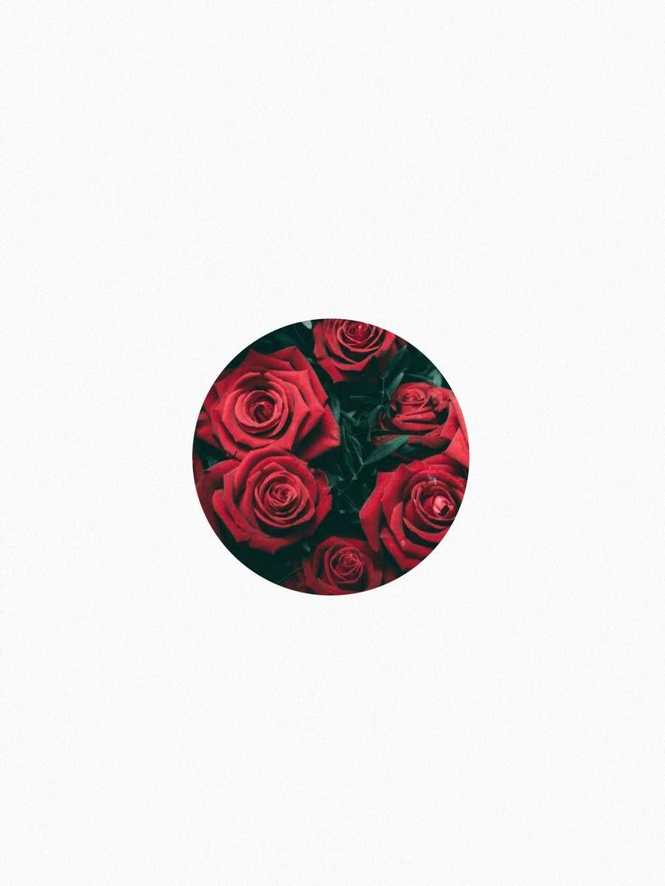 Minimal Rose Wallpapers - Top Free Minimal Rose Backgrounds ...