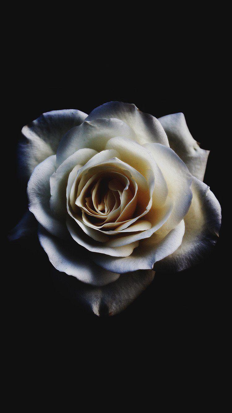 Minimal Rose Wallpapers - Top Free Minimal Rose Backgrounds ...