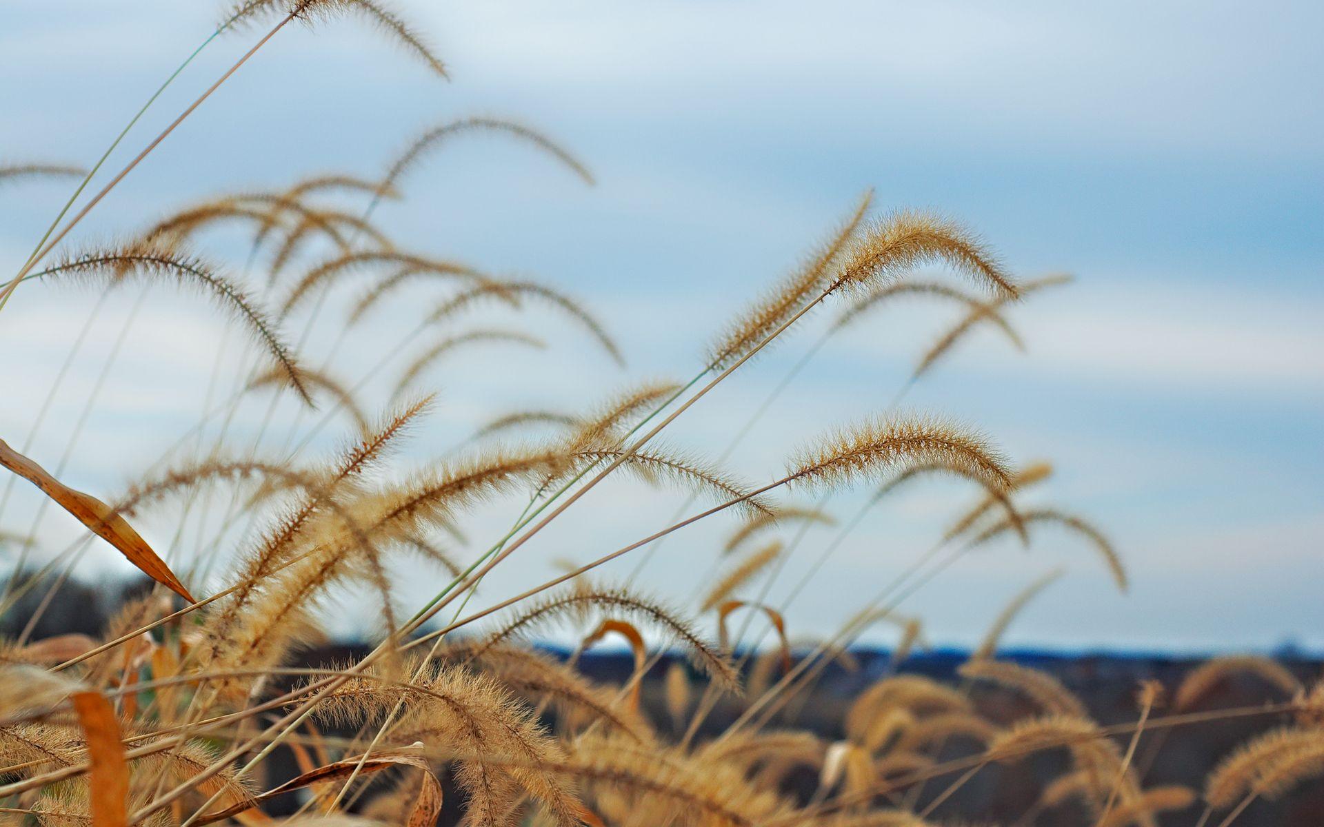 Breeze Wallpapers - Top Free Breeze Backgrounds - WallpaperAccess