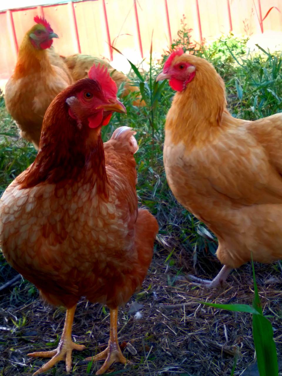 Poultry Wallpapers - Top Free Poultry Backgrounds - WallpaperAccess