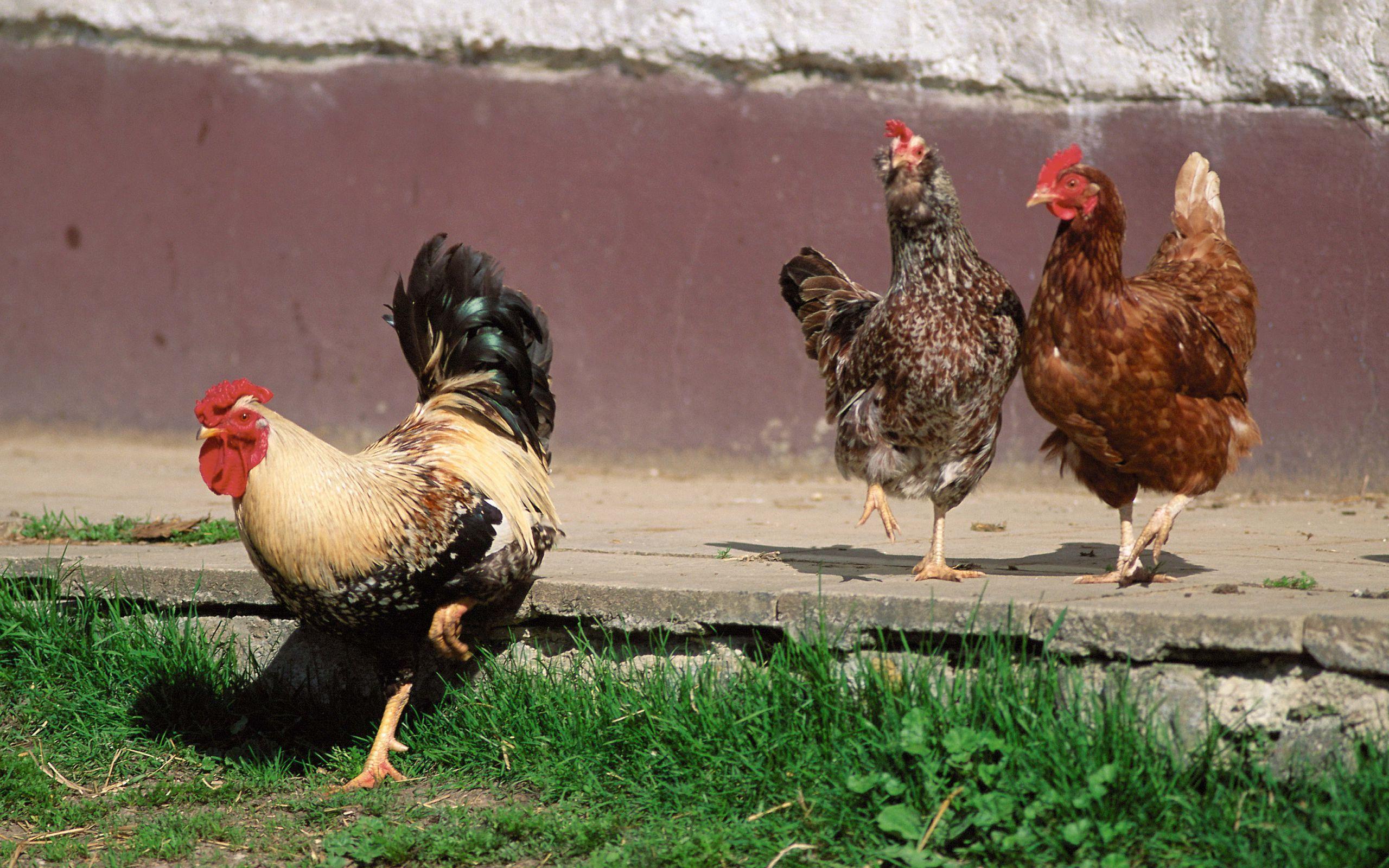 Poultry Wallpapers - Top Free Poultry Backgrounds - WallpaperAccess