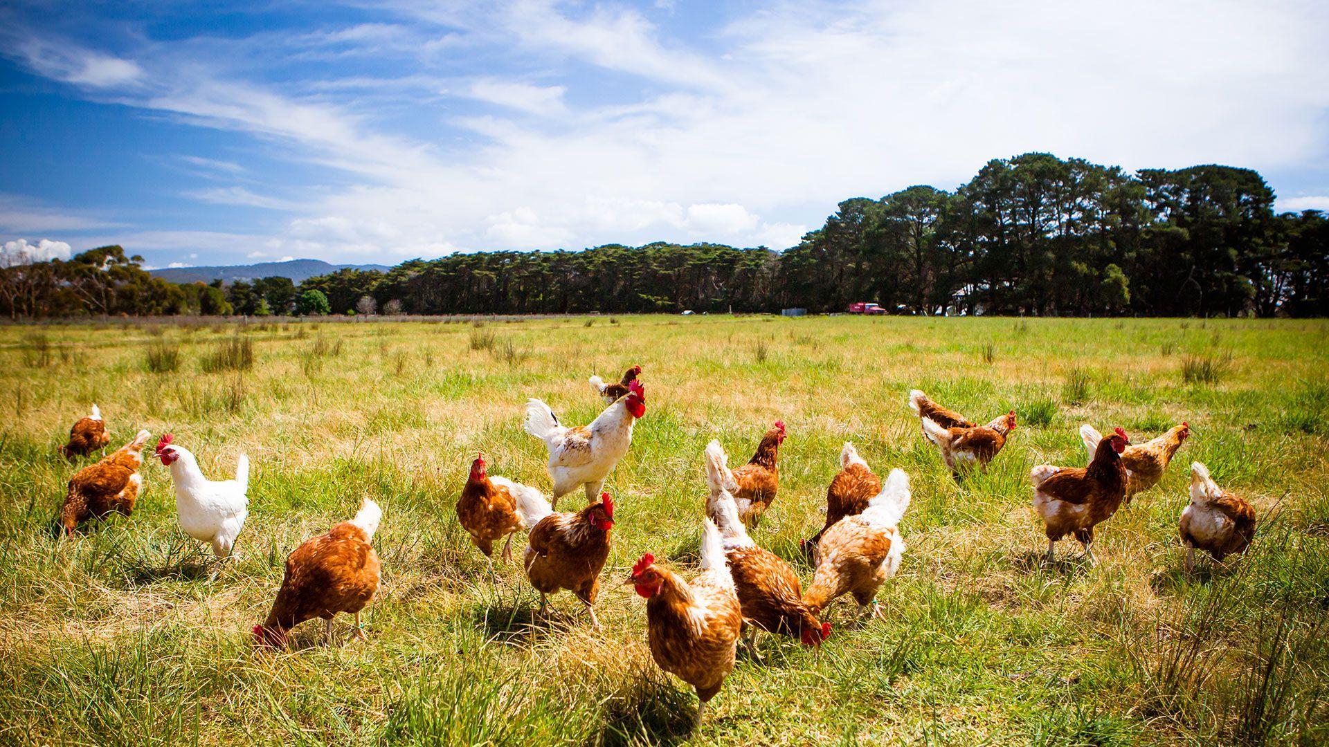 Poultry Wallpapers - Top Free Poultry Backgrounds - WallpaperAccess