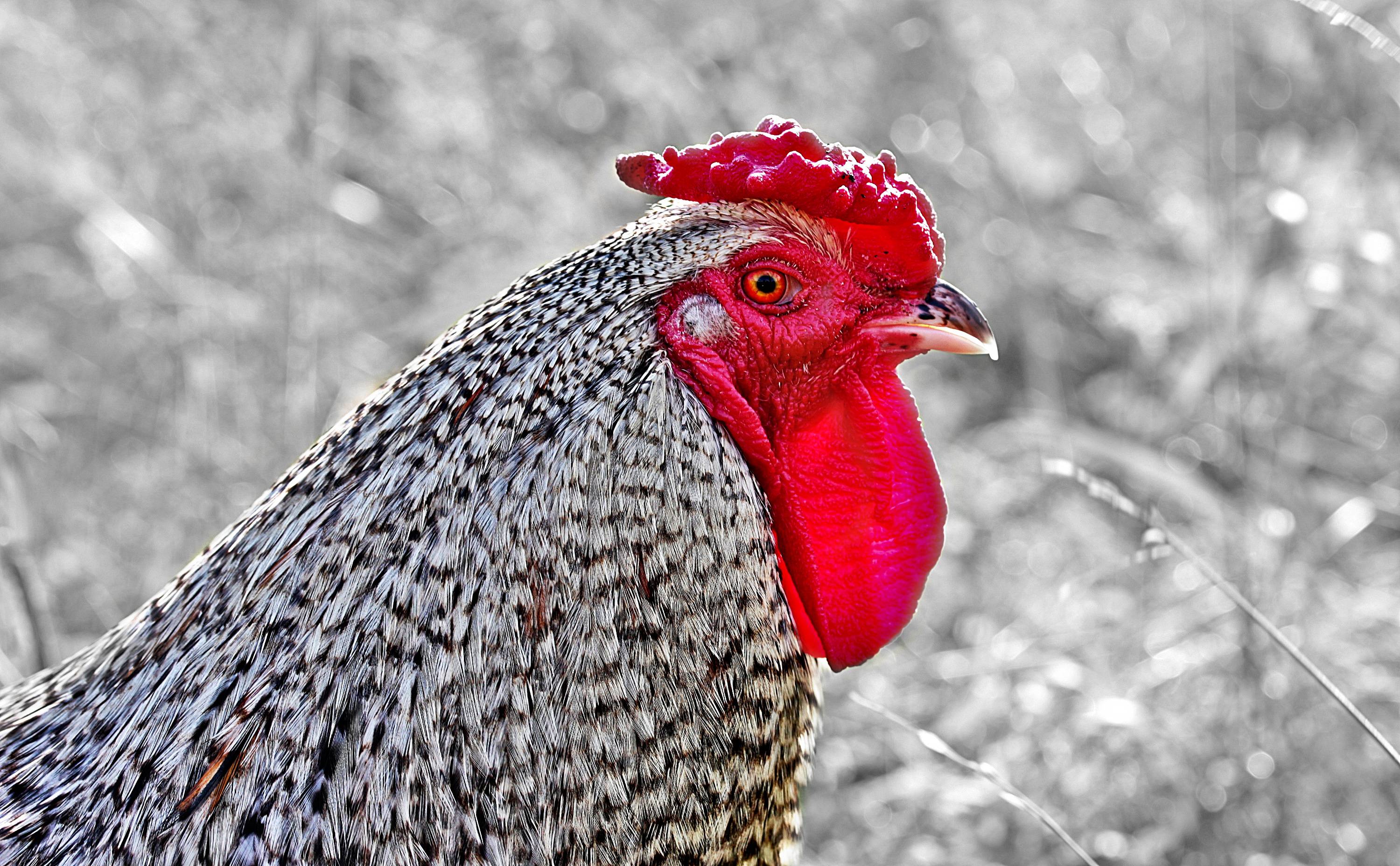 Poultry Wallpapers - Top Free Poultry Backgrounds - WallpaperAccess