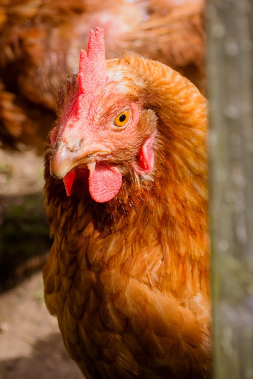 Poultry Wallpapers - Top Free Poultry Backgrounds - WallpaperAccess