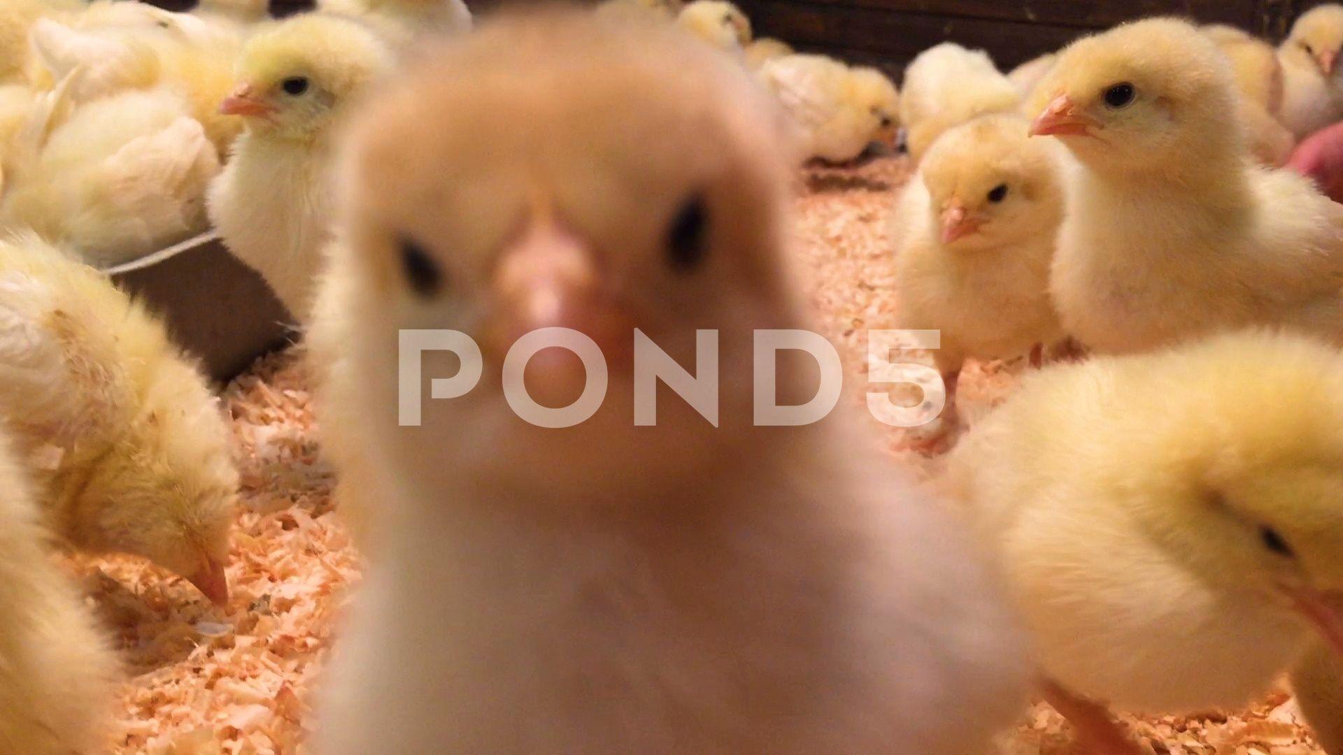 Poultry Wallpapers - Top Free Poultry Backgrounds - WallpaperAccess