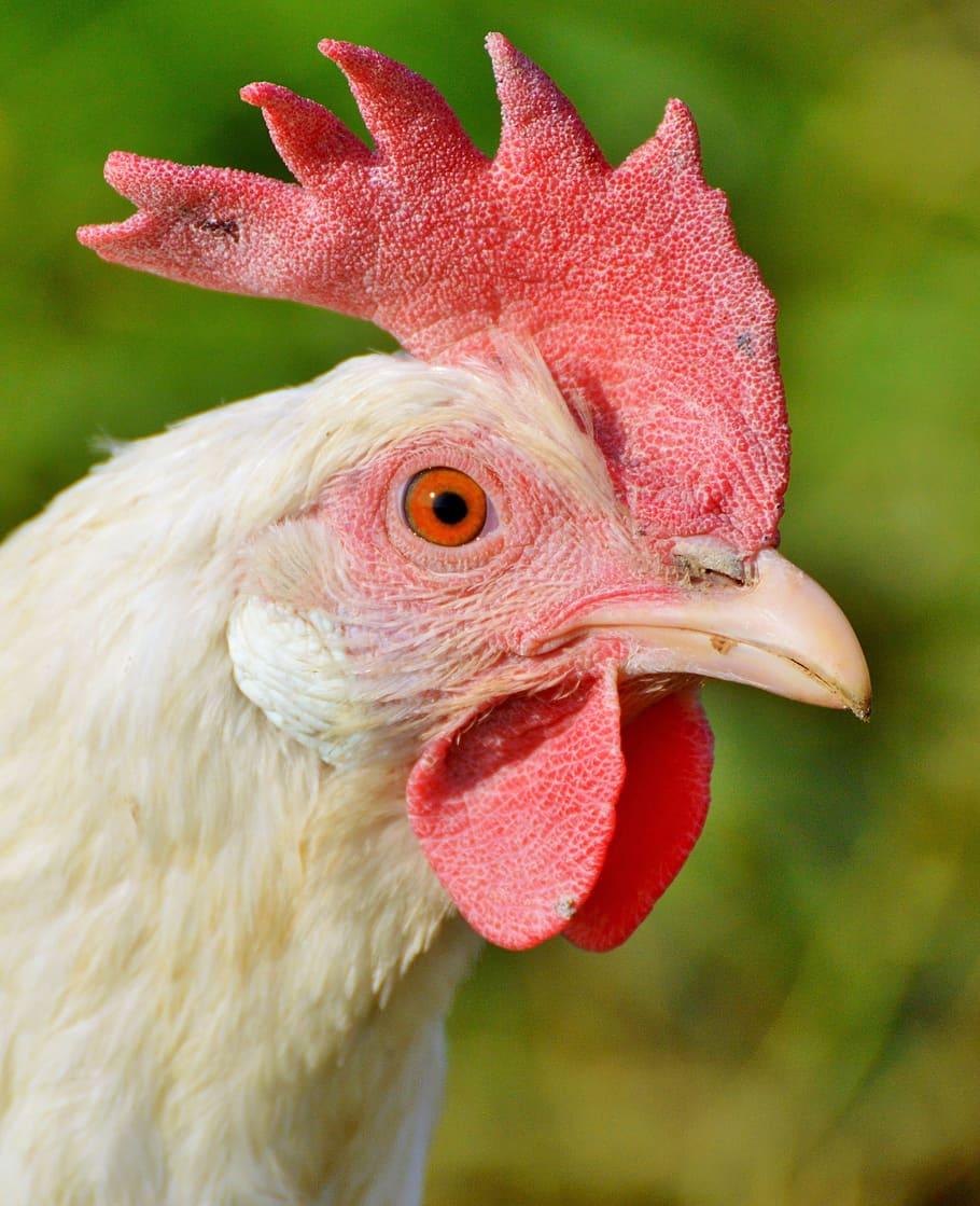 Poultry Wallpapers - Top Free Poultry Backgrounds - WallpaperAccess