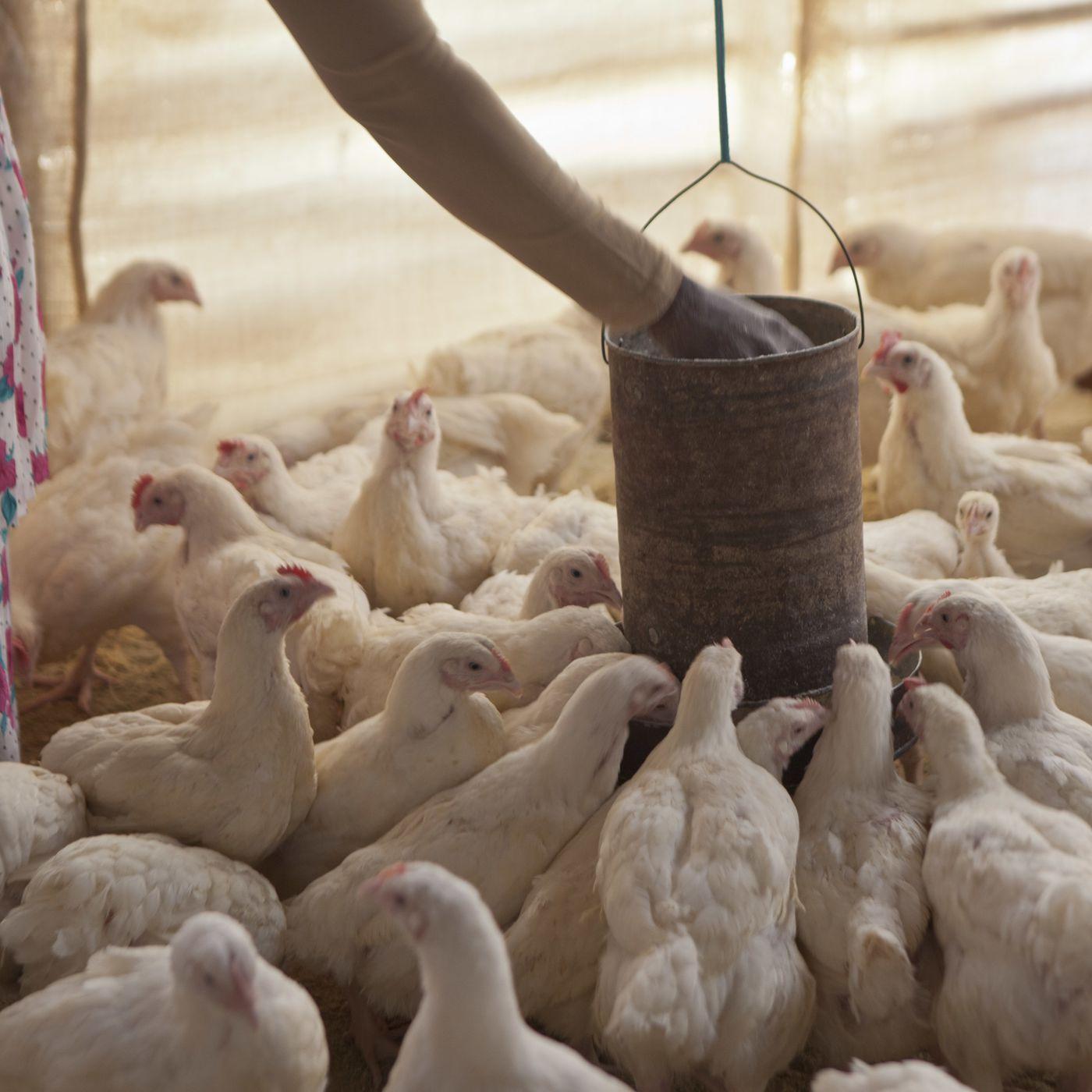 Poultry Wallpapers - Top Free Poultry Backgrounds - WallpaperAccess