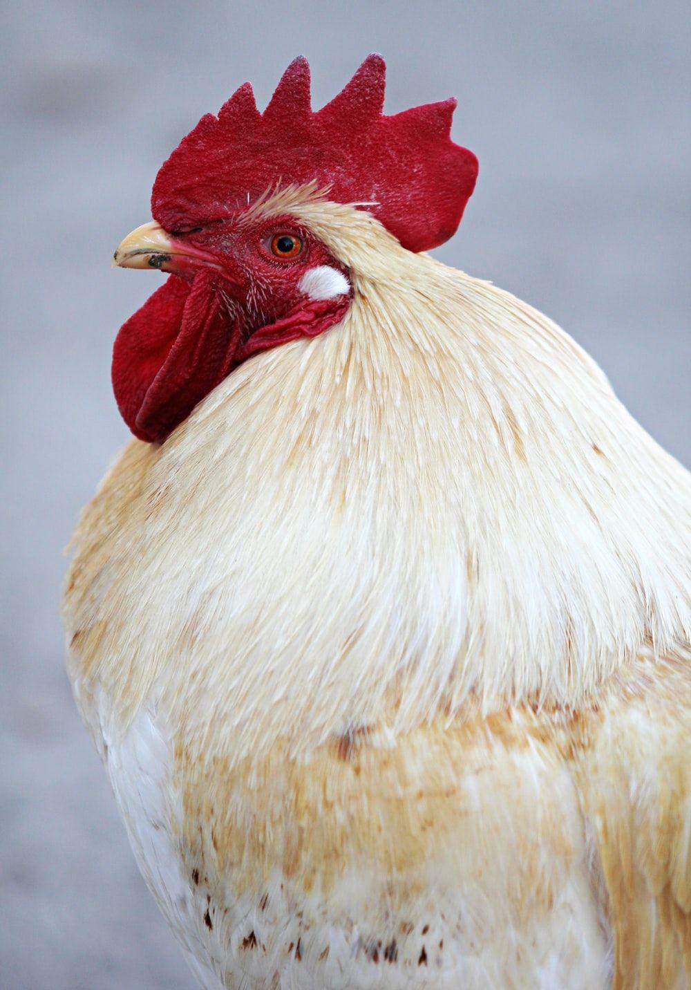 Poultry Wallpapers - Top Free Poultry Backgrounds - WallpaperAccess