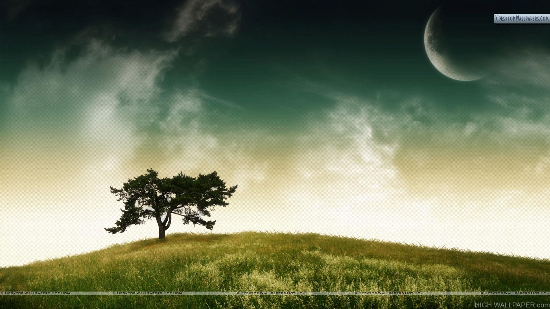 Single Tree Wallpapers - Top Free Single Tree Backgrounds - WallpaperAccess